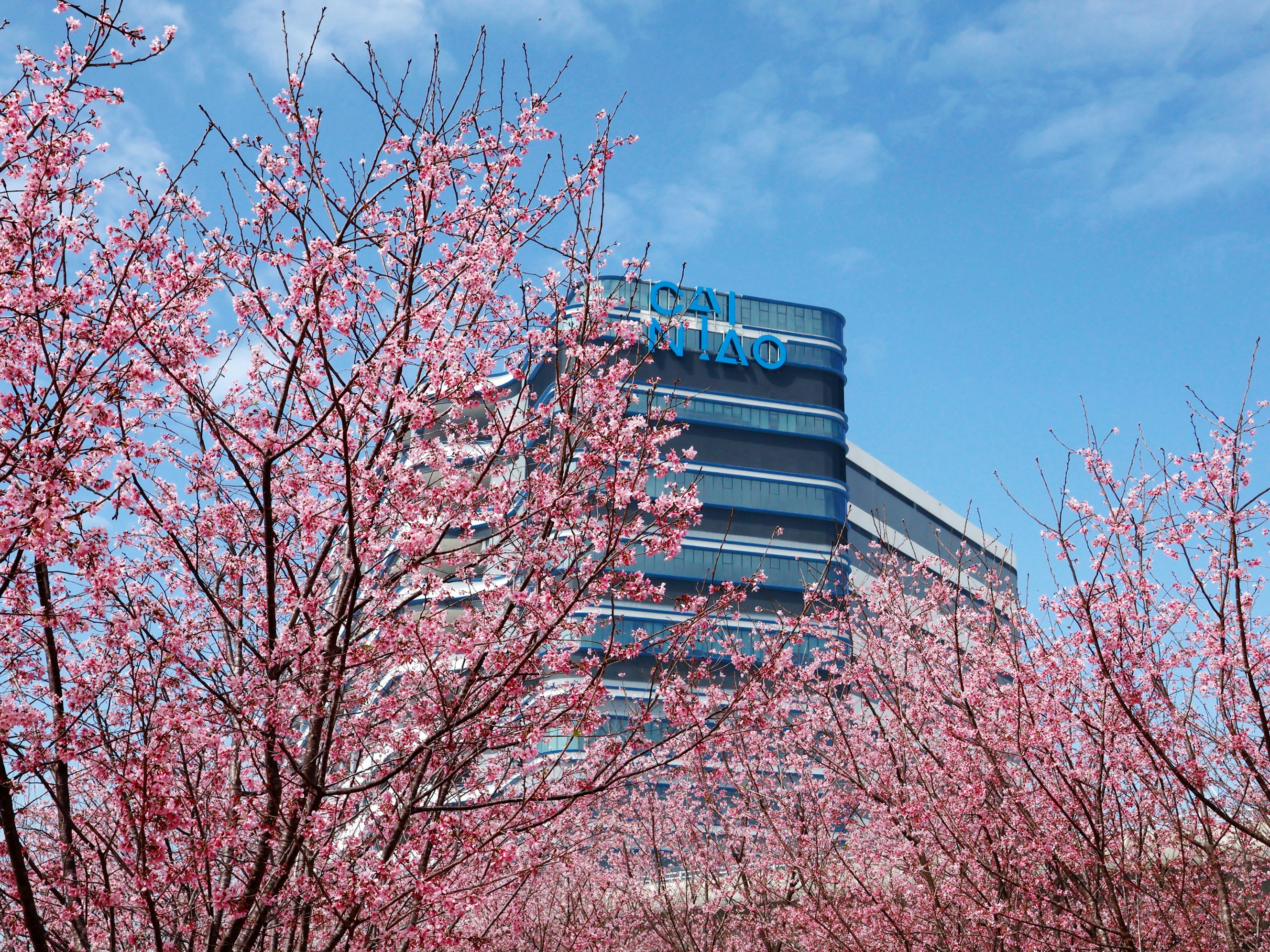 Blossoms Framing a Modern Facade
