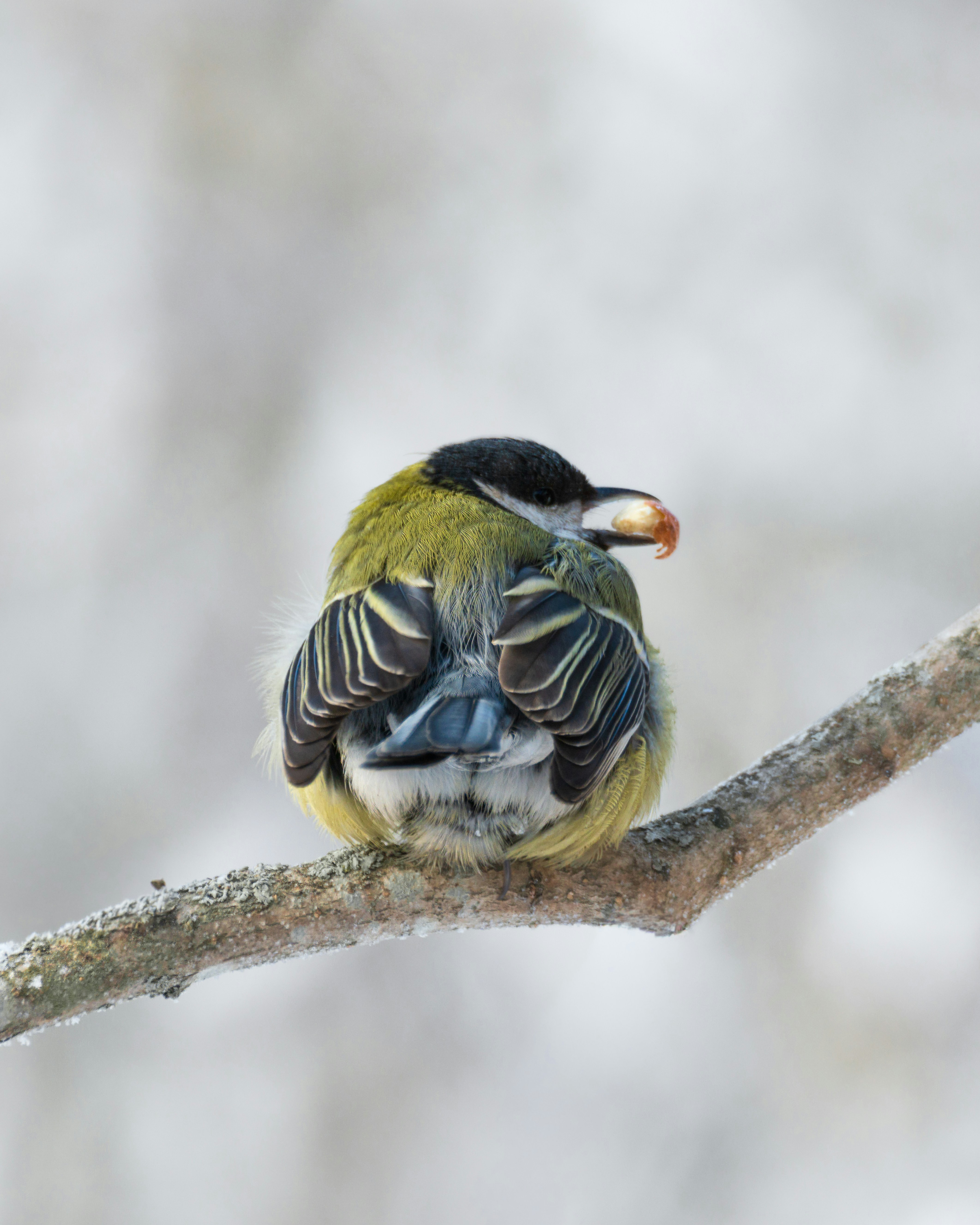 Back-View Kingfisher: Olive plumage and curling beak on a mossy branch