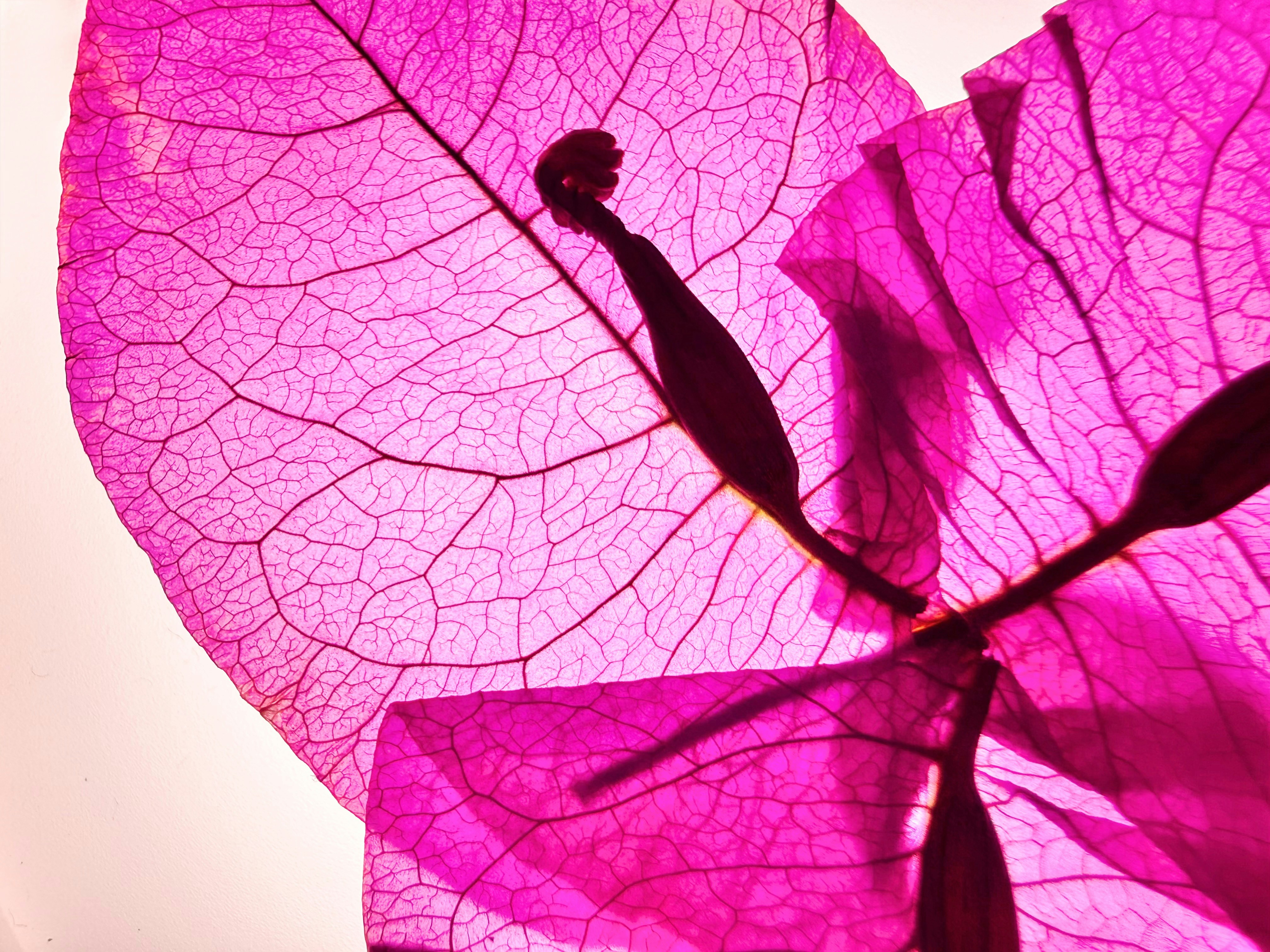 Electric Veins: a magenta leaf close-up