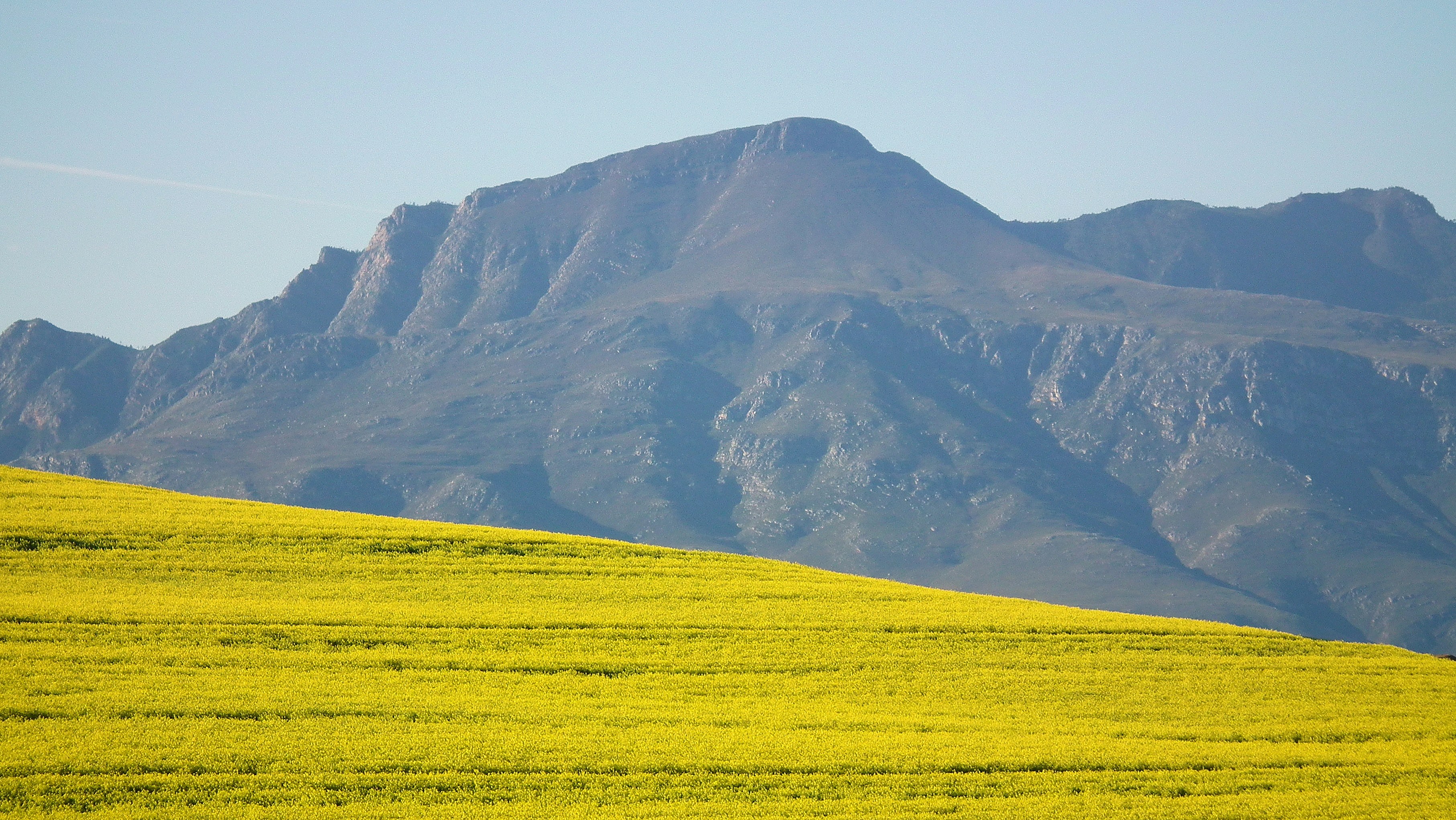 Yellow field in front of a large mountain