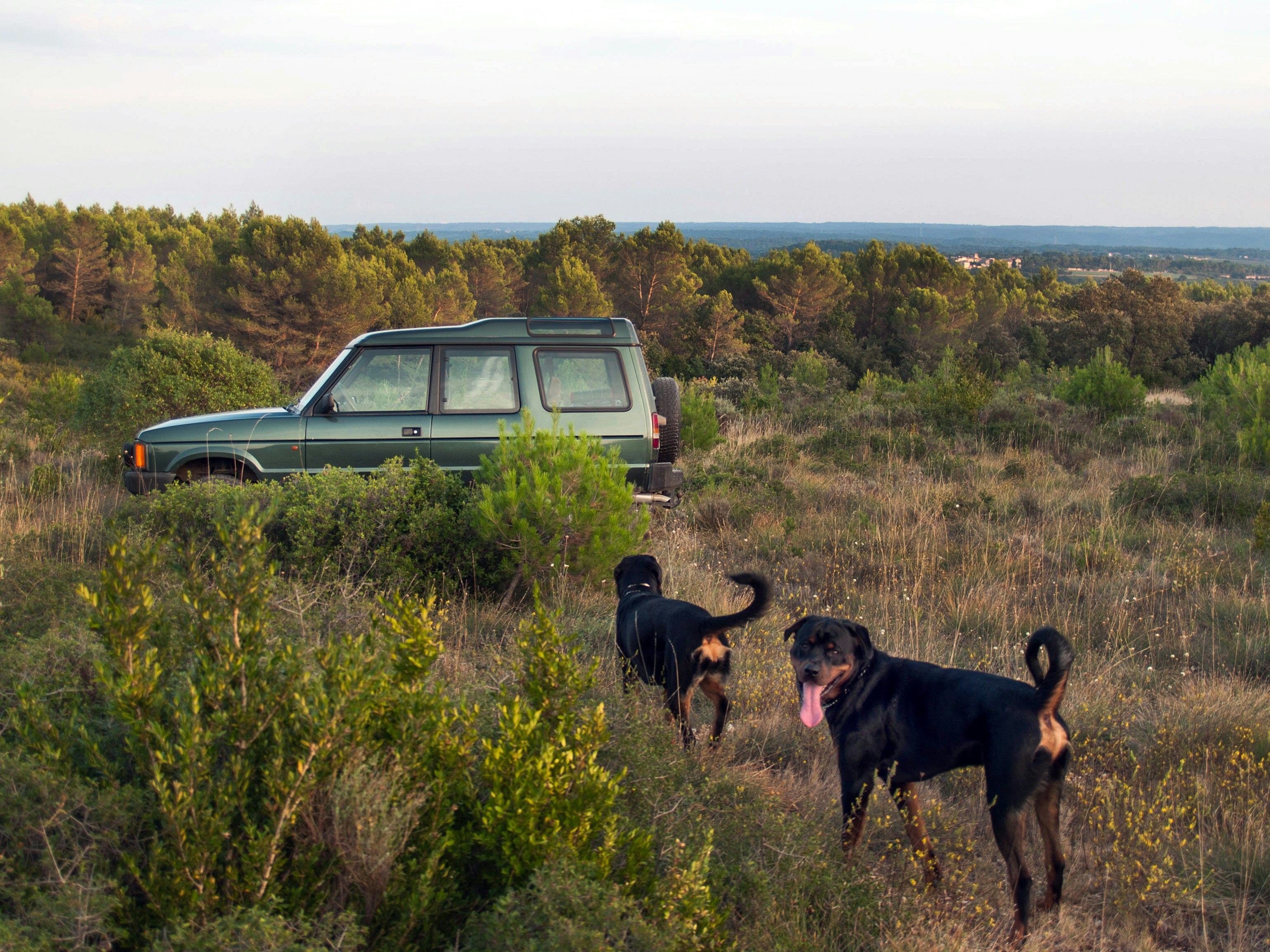 Be careful with your prejudices that you have heard or read somewhere: Balanced, harmonious, confident, extremly loyal and powerful; this summerises the very basic nature of the Rottweilers.