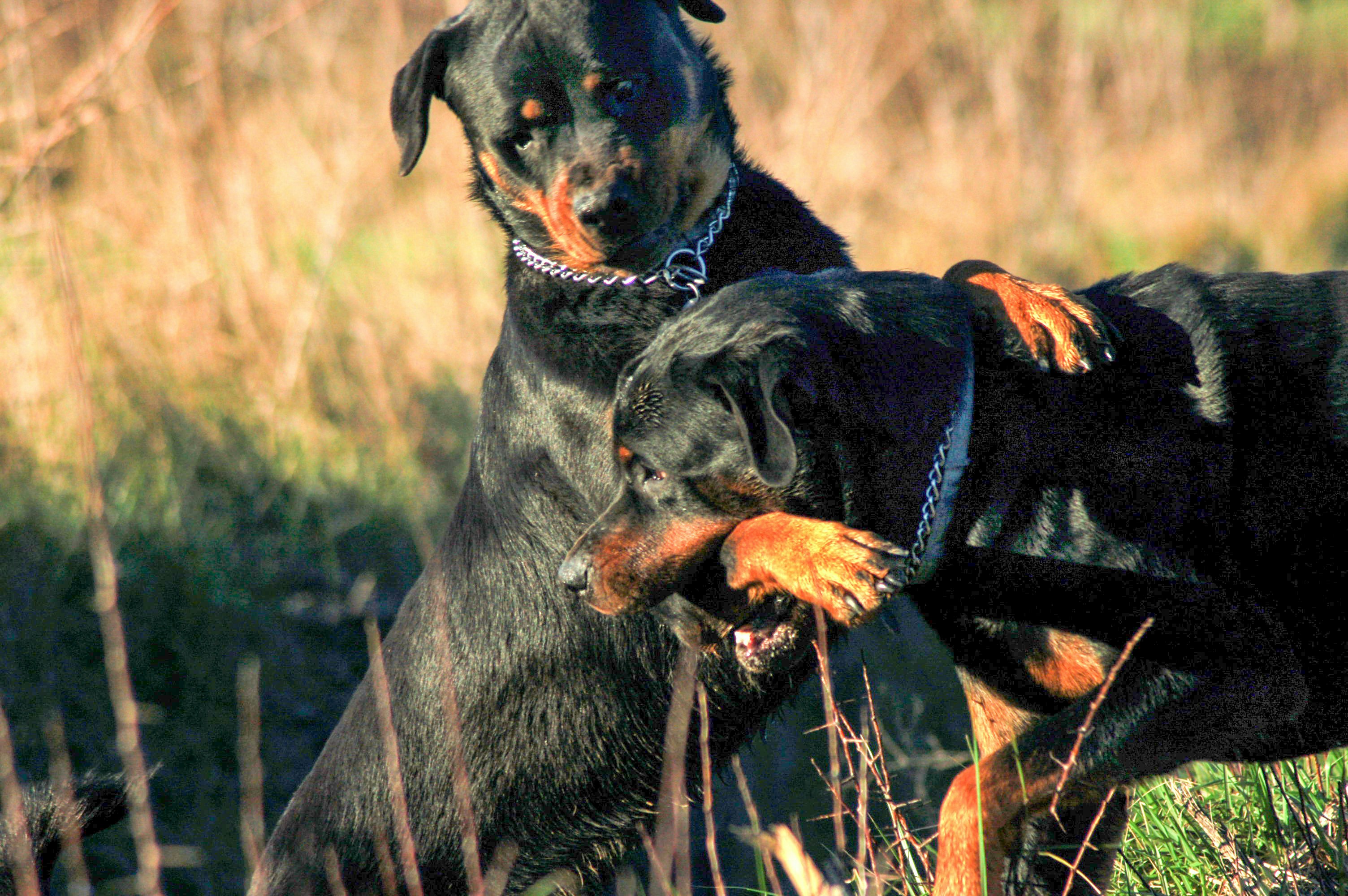 Two Dobermans Jostle in a Sunny Field