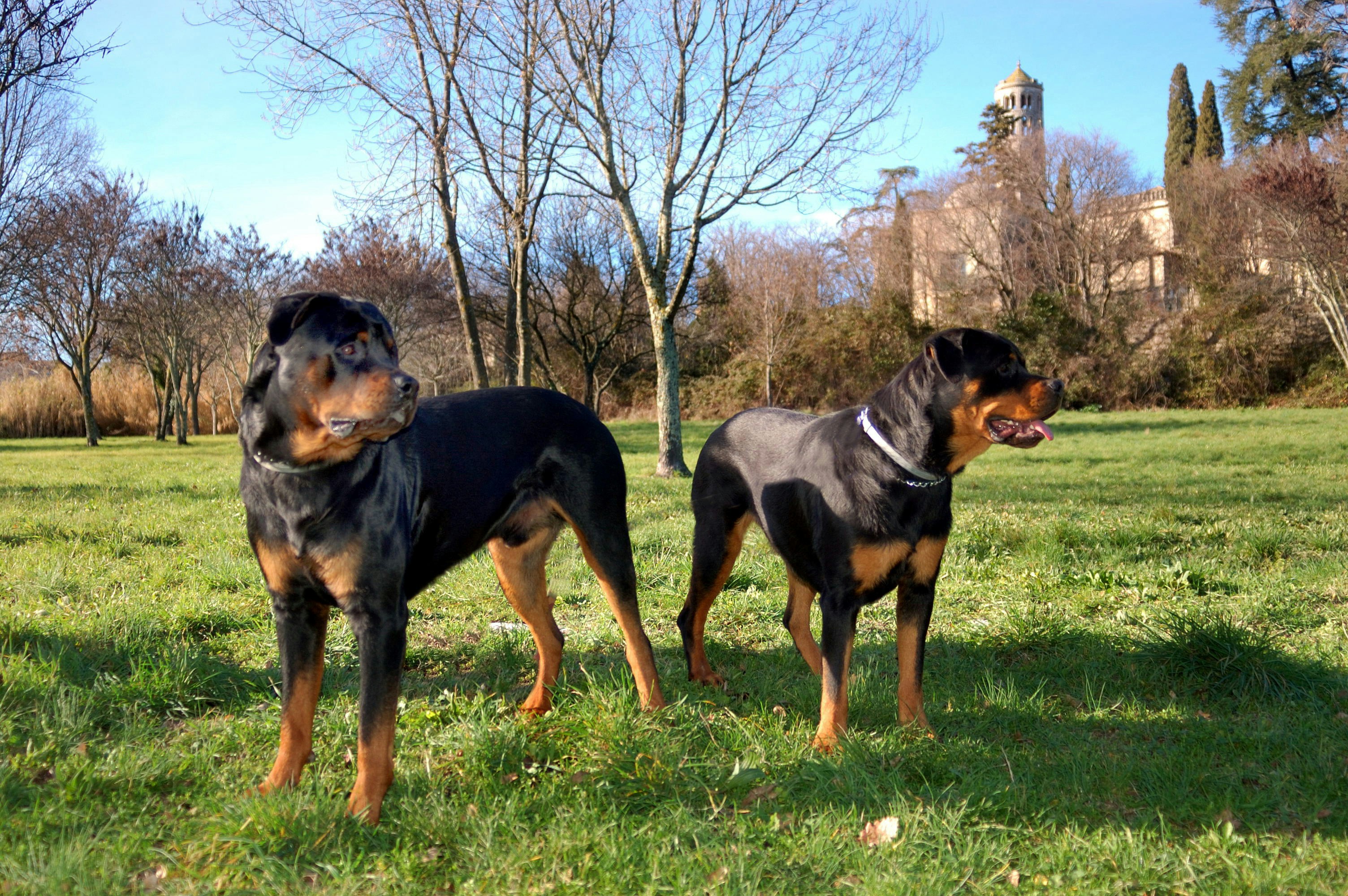 Dual Rover: Two Dobermans Stance in Sunlit Park