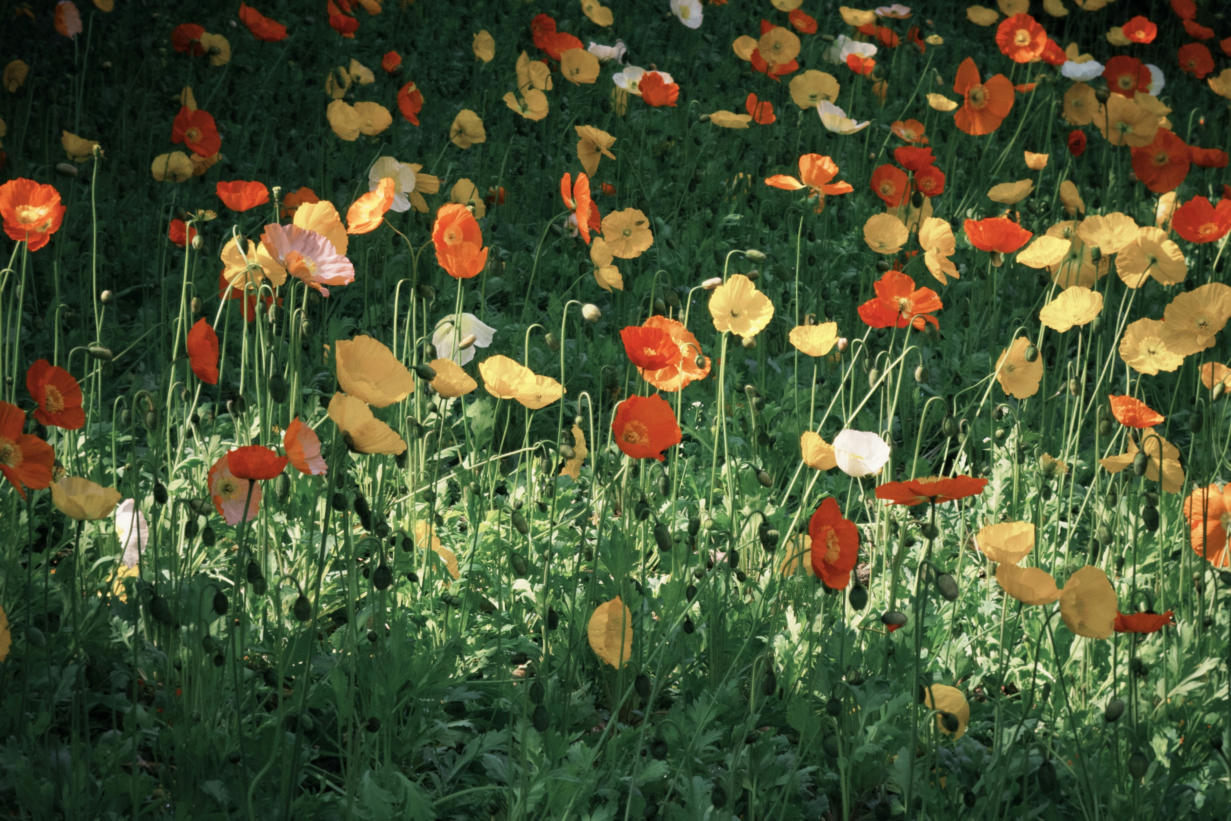 A Field of Poppies in dappled Spring Light