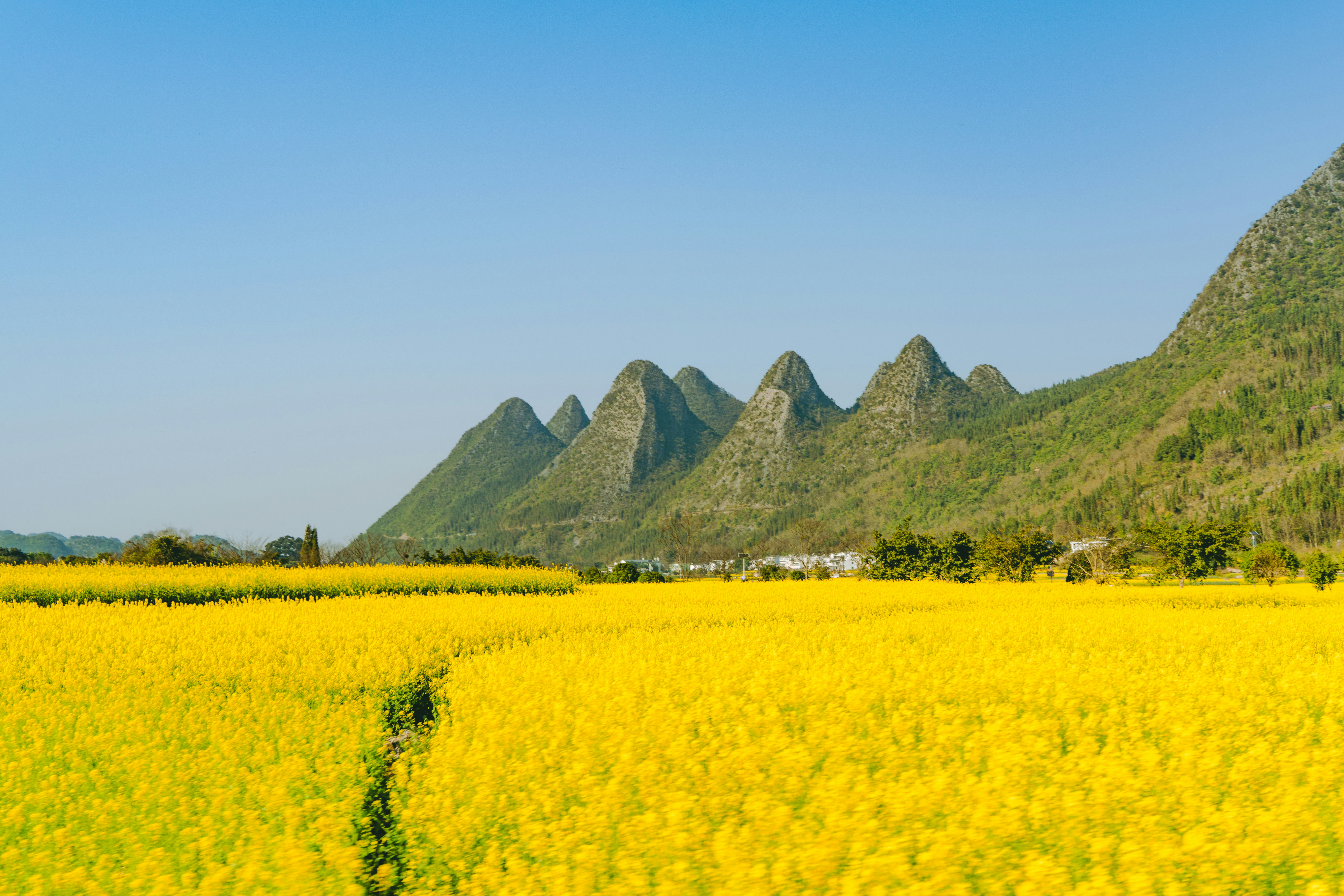 Golden Sea and Ridge: Fields at the Foot of Looming Peaks