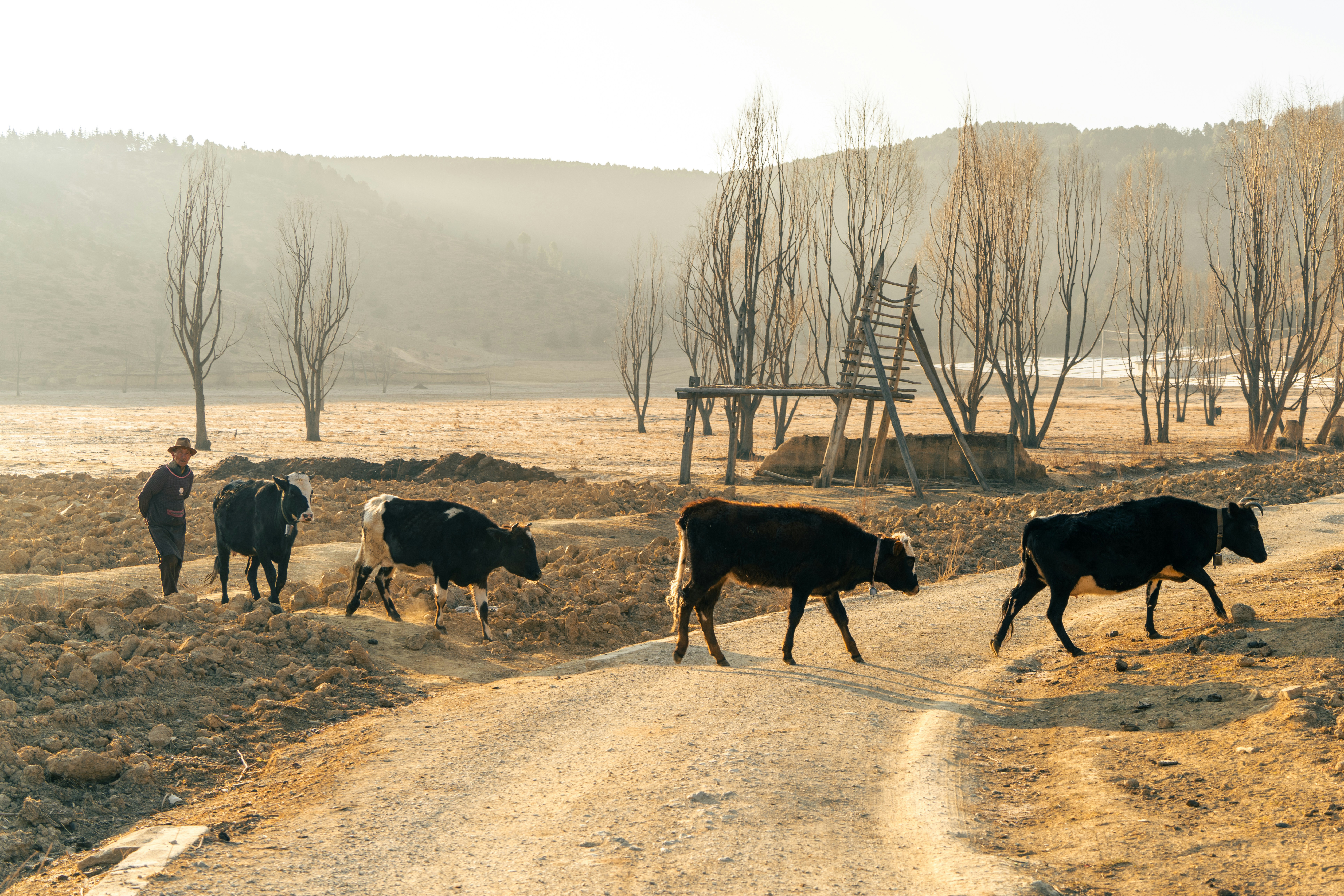 Dusty Farm Road with Herd and Distant Plank Observation Tower