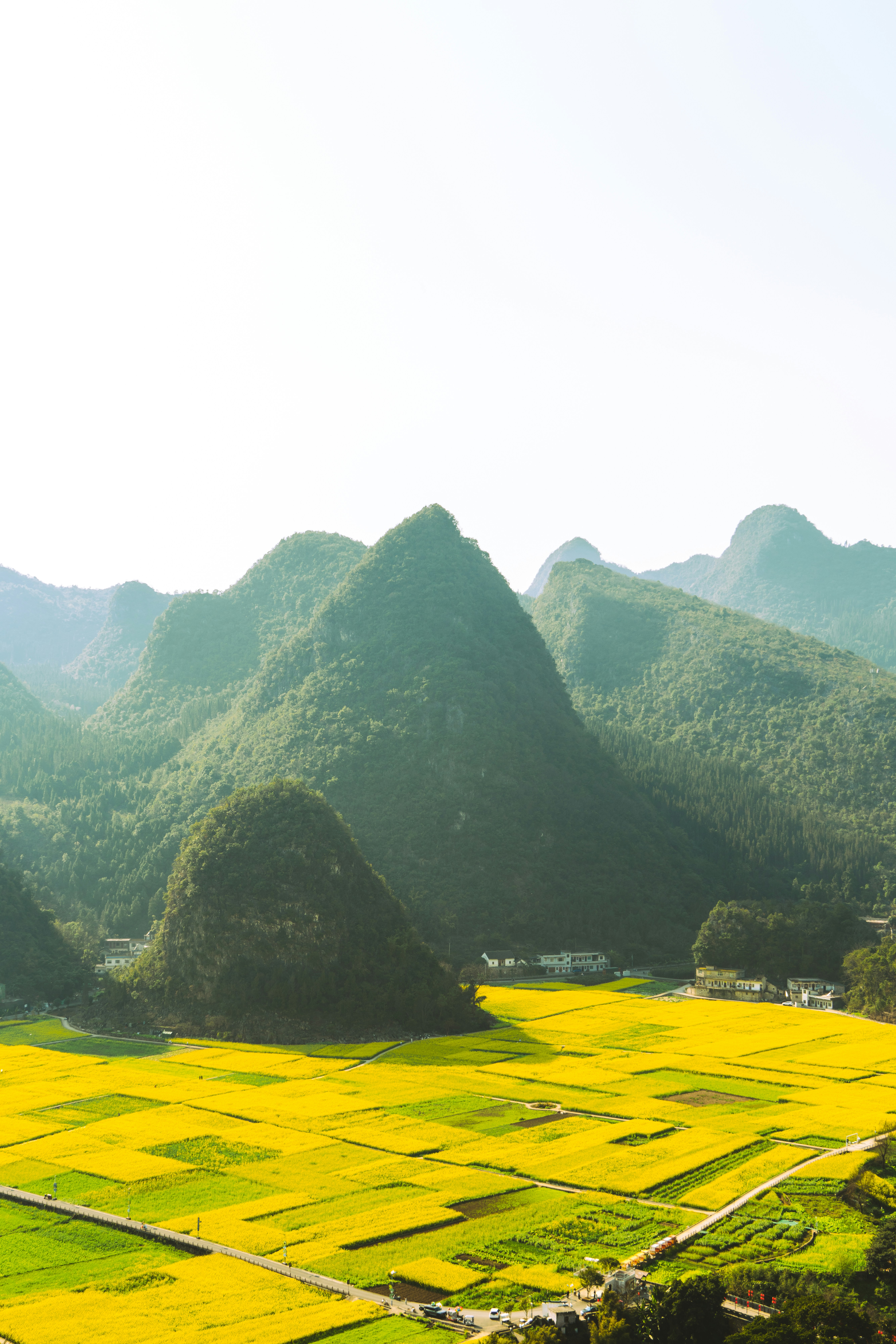 Golden Rice Fields at the Base of Karst Peaks