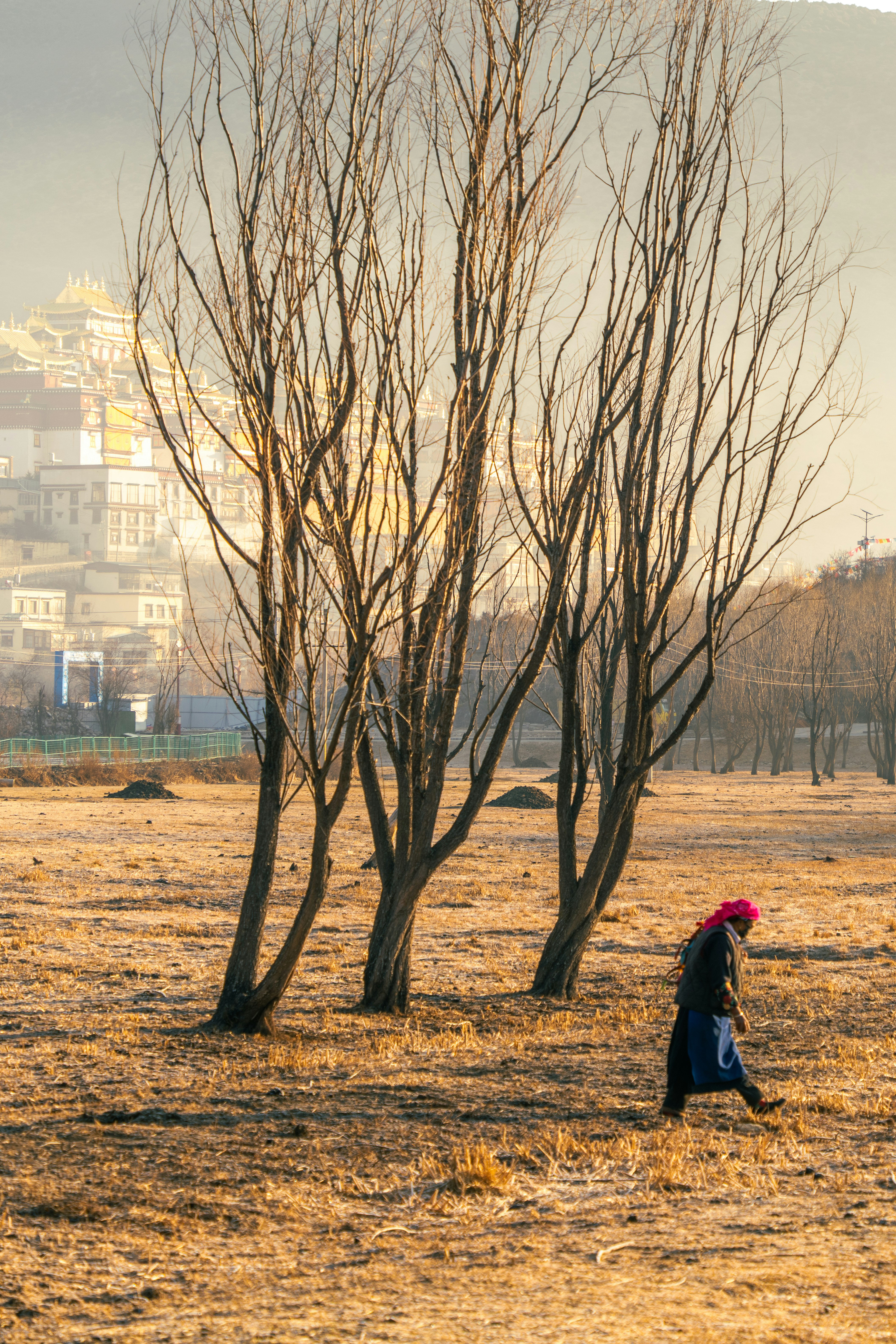 Bare-branch silhouettes and a lone traveler in a sunlit field