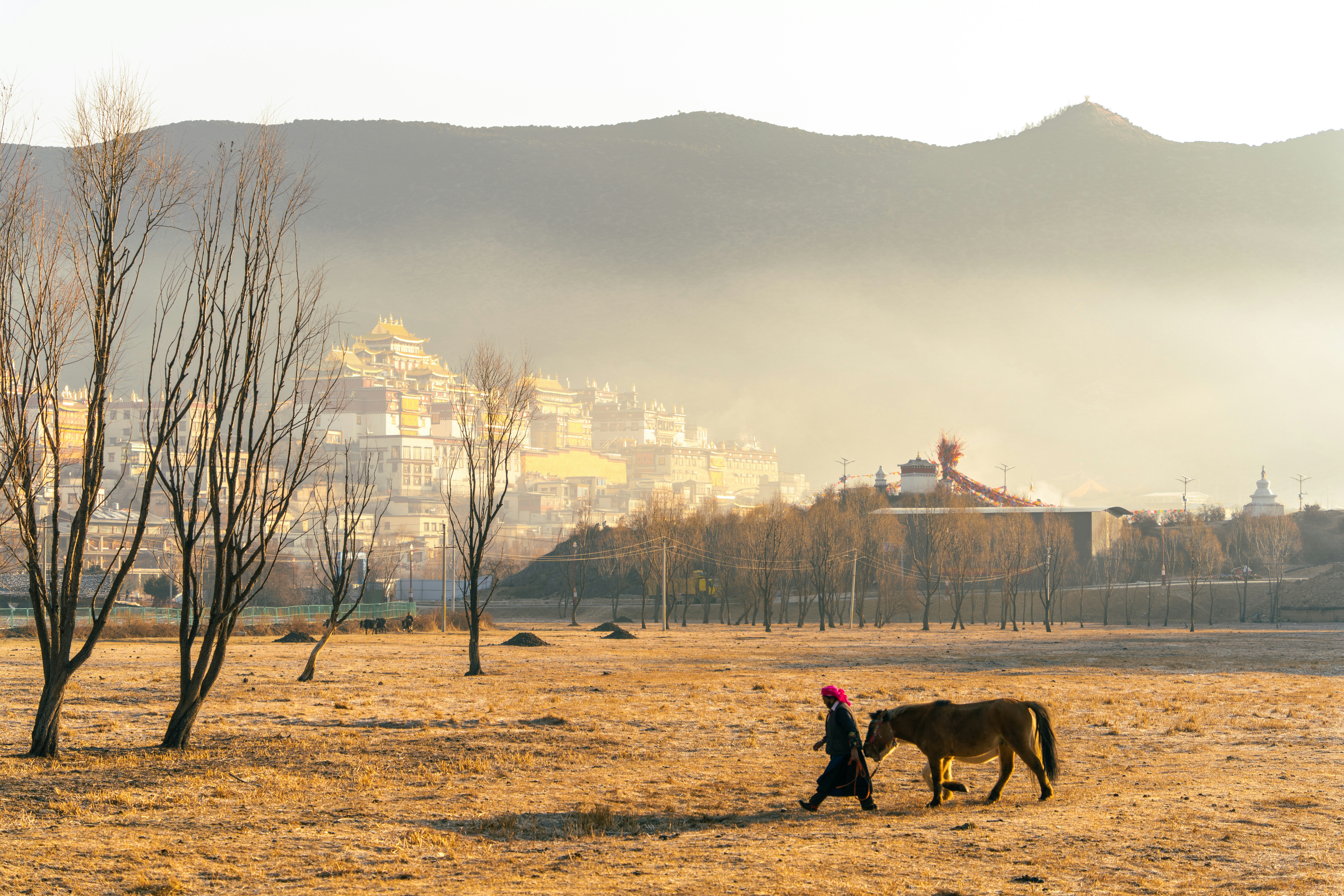 Pastoral Contrast: A lone walker and horse along a sunlit field toward distant town