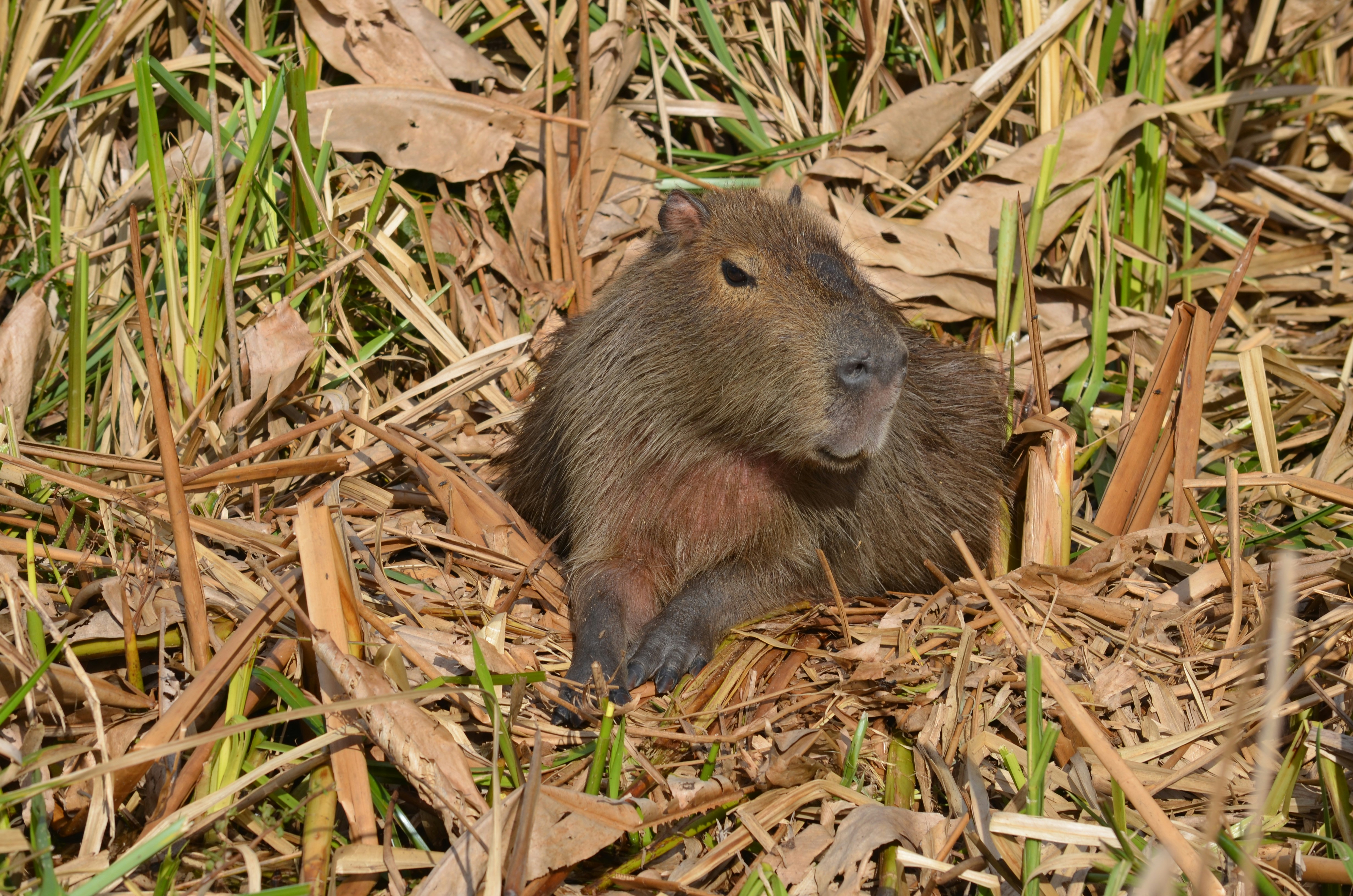 Grounded Gaze: A Young Capybara Amid Dry Reed Bed