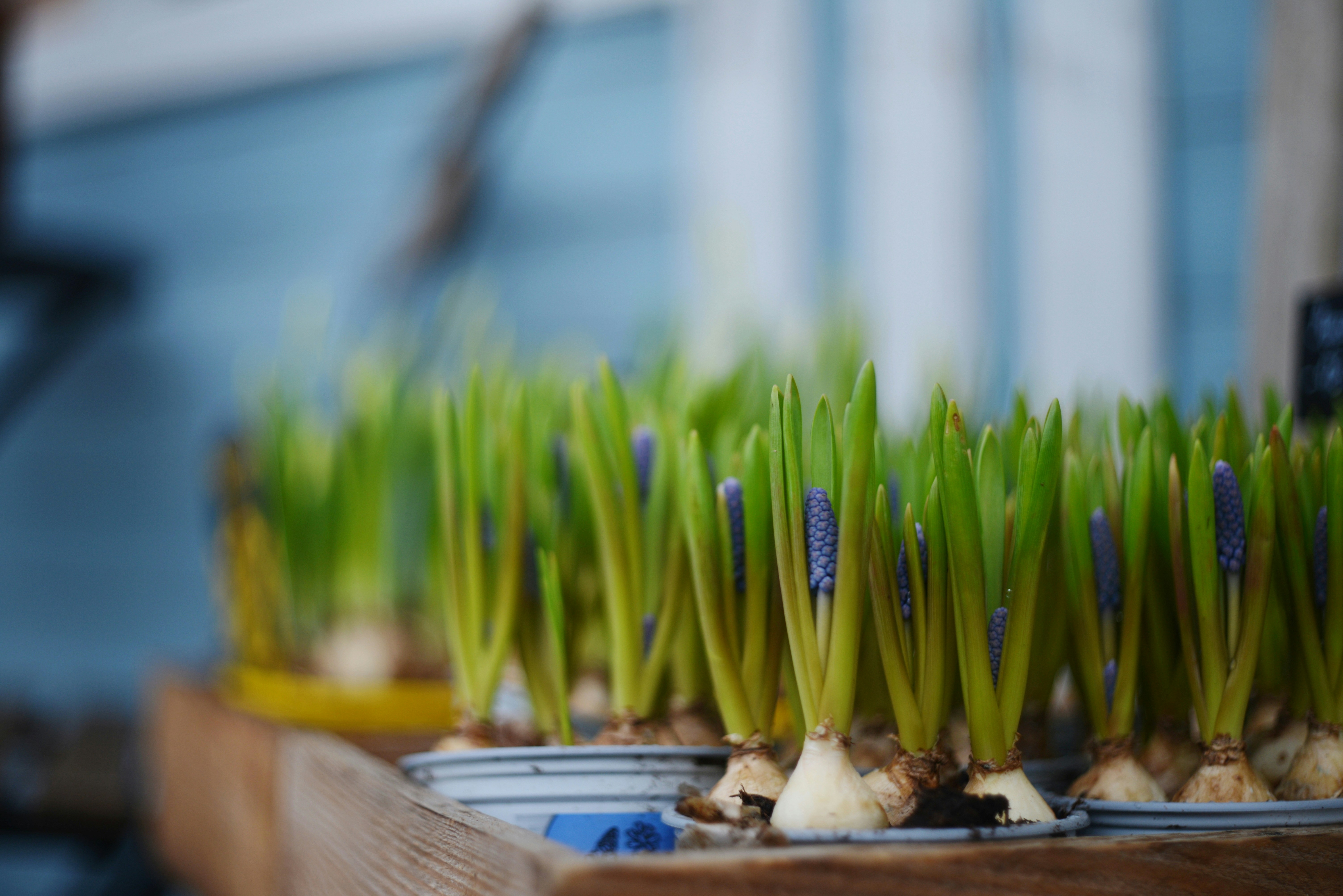 Early sprout rows: tiny blue-tipped shoots emerge from soil