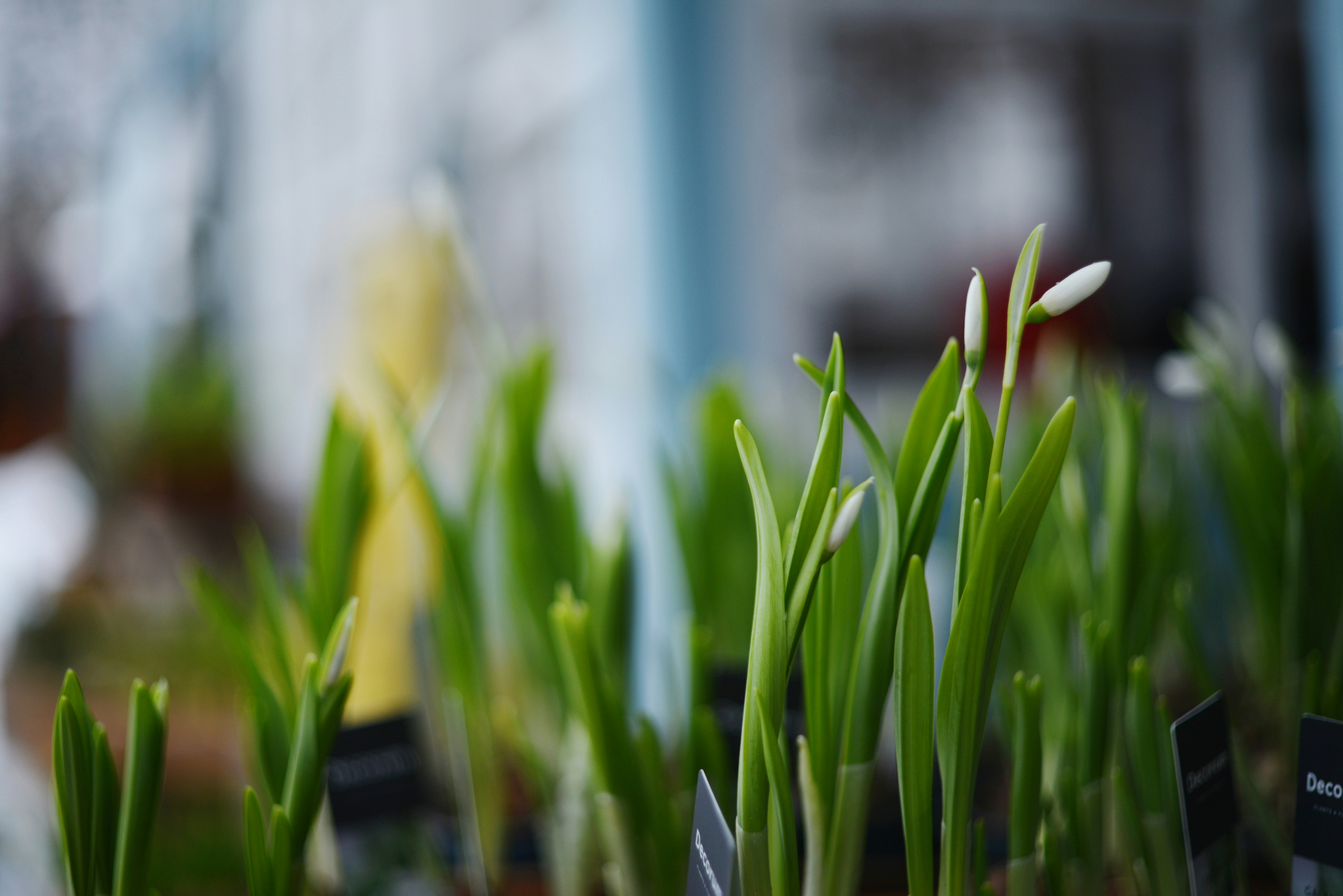 Emerging Snowdrops in the Garden Light
