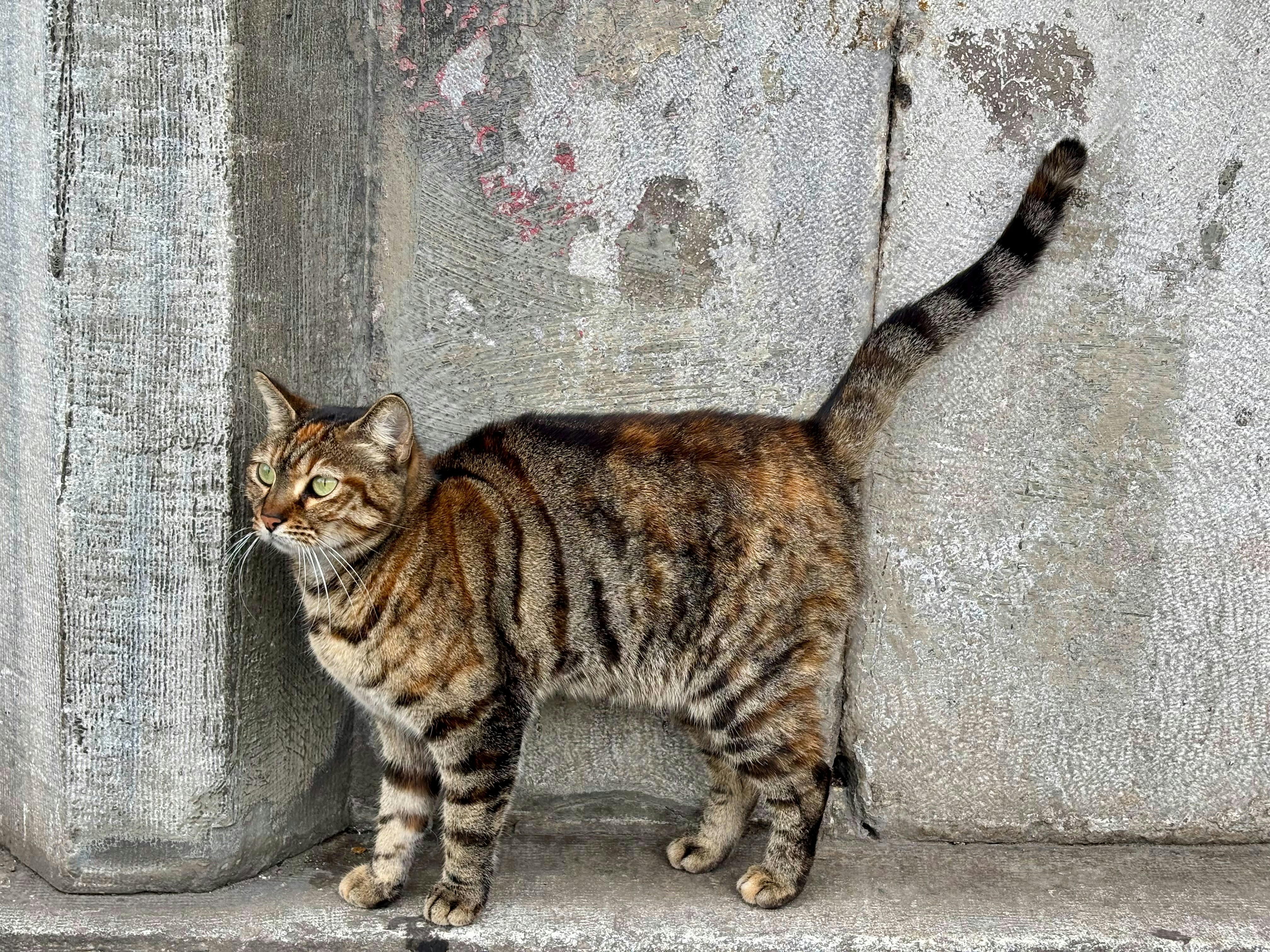 Striding Tabby against Weathered Concrete