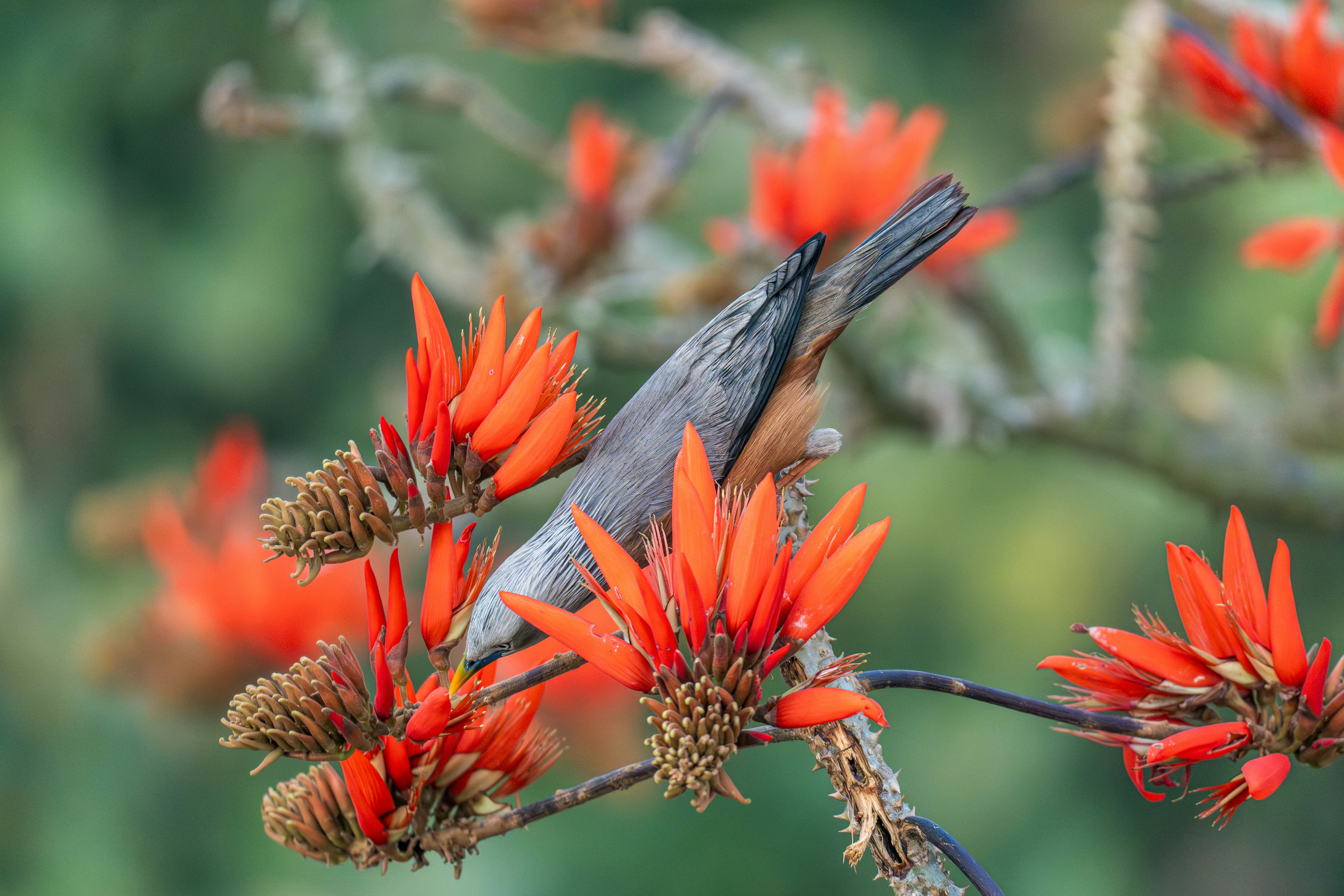 Crimson Blossoms Frame a Quiet Feathered Moment