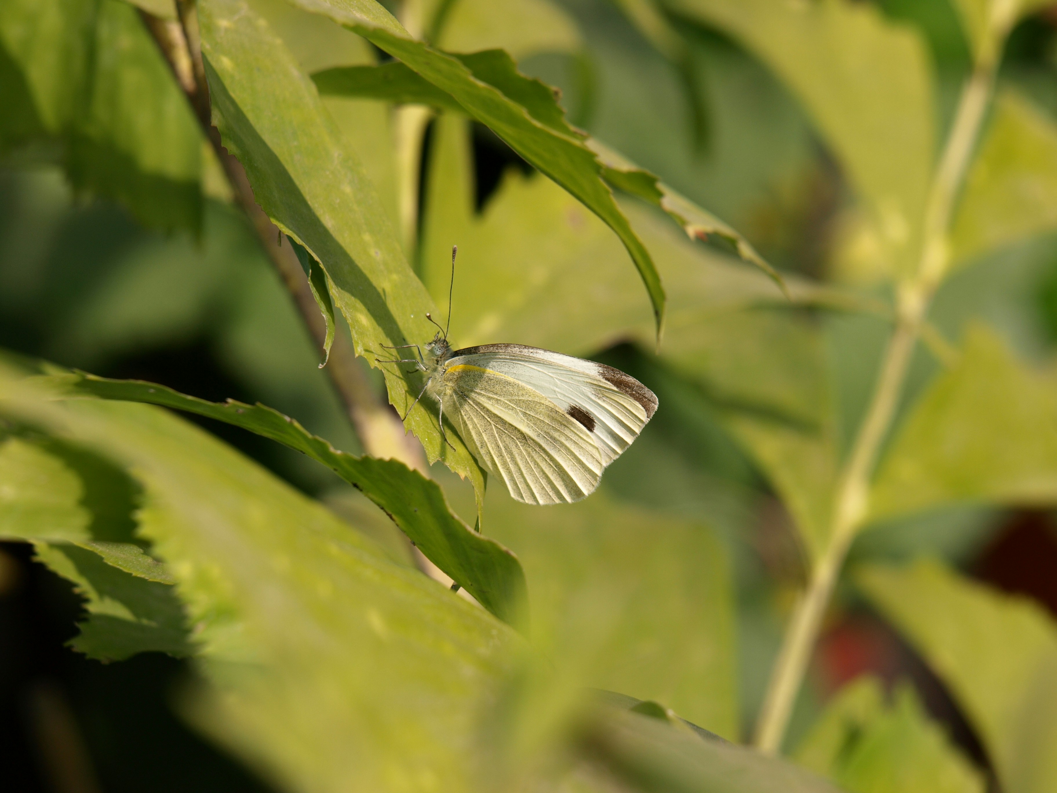 This image features a Small White butterfly (Pieris rapae), often referred to as a Cabbage White. The butterfly is captured in a close-up macro shot, perched on a green leaf with its wings closed, showcasing the characteristic pale white to yellowish underside with subtle black markings.