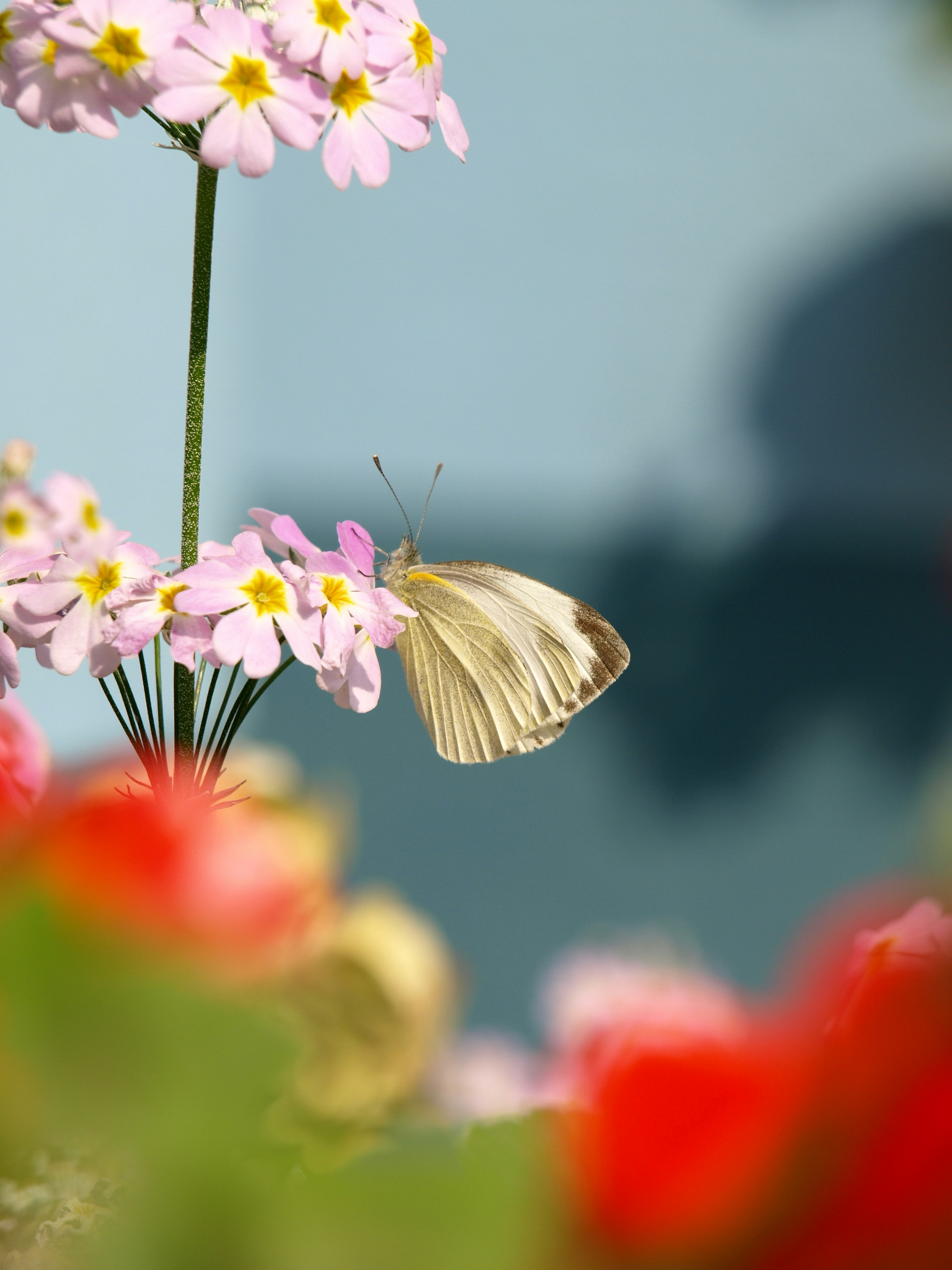 This image features a Small White butterfly (Pieris rapae), often referred to as a Cabbage White. The butterfly is captured in a close-up macro shot, perched on pink flower with its wings closed, showcasing the characteristic pale white to yellowish underside with subtle black markings.