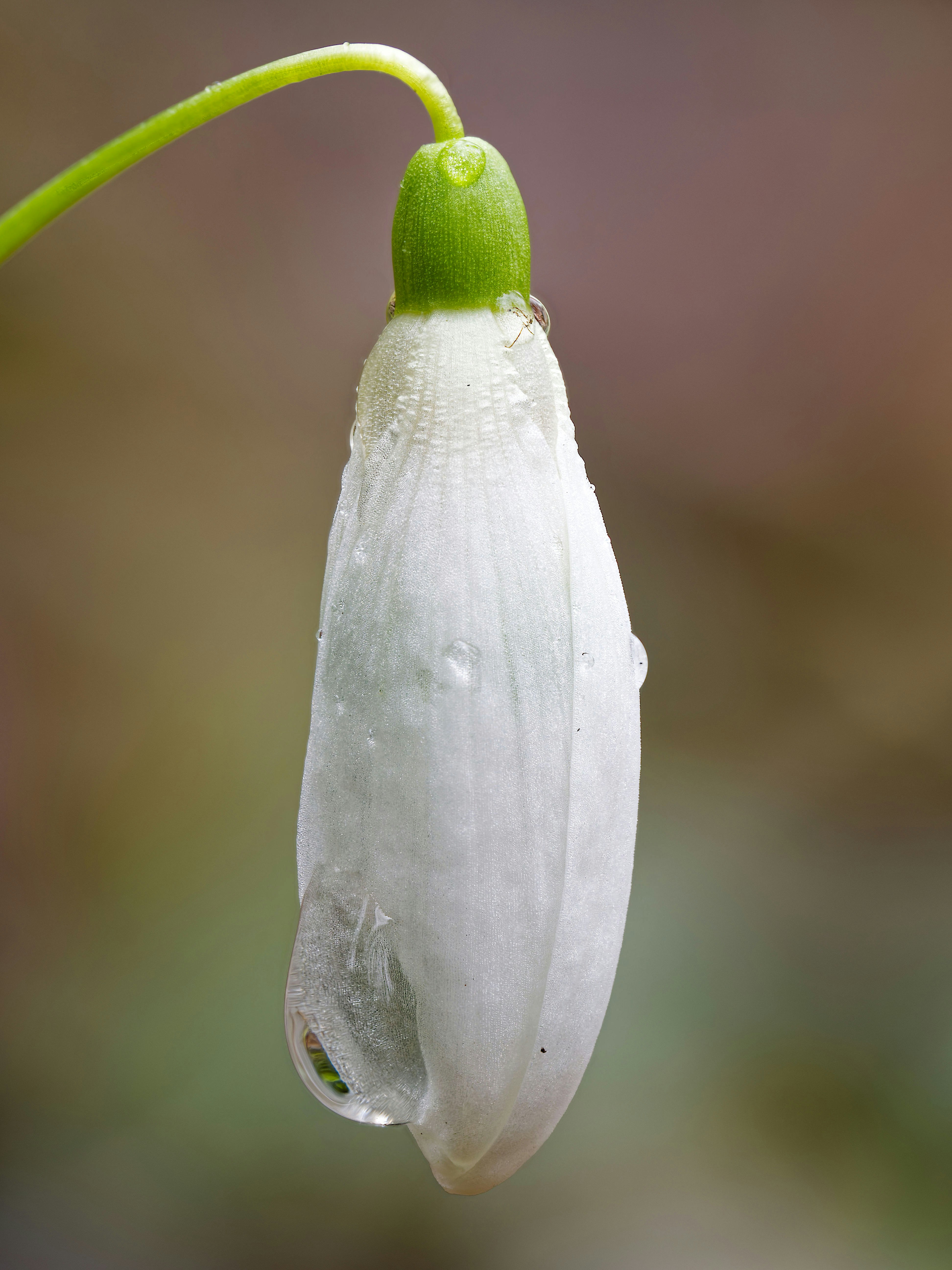 Dew-kissed Bellflower in Soft Focus