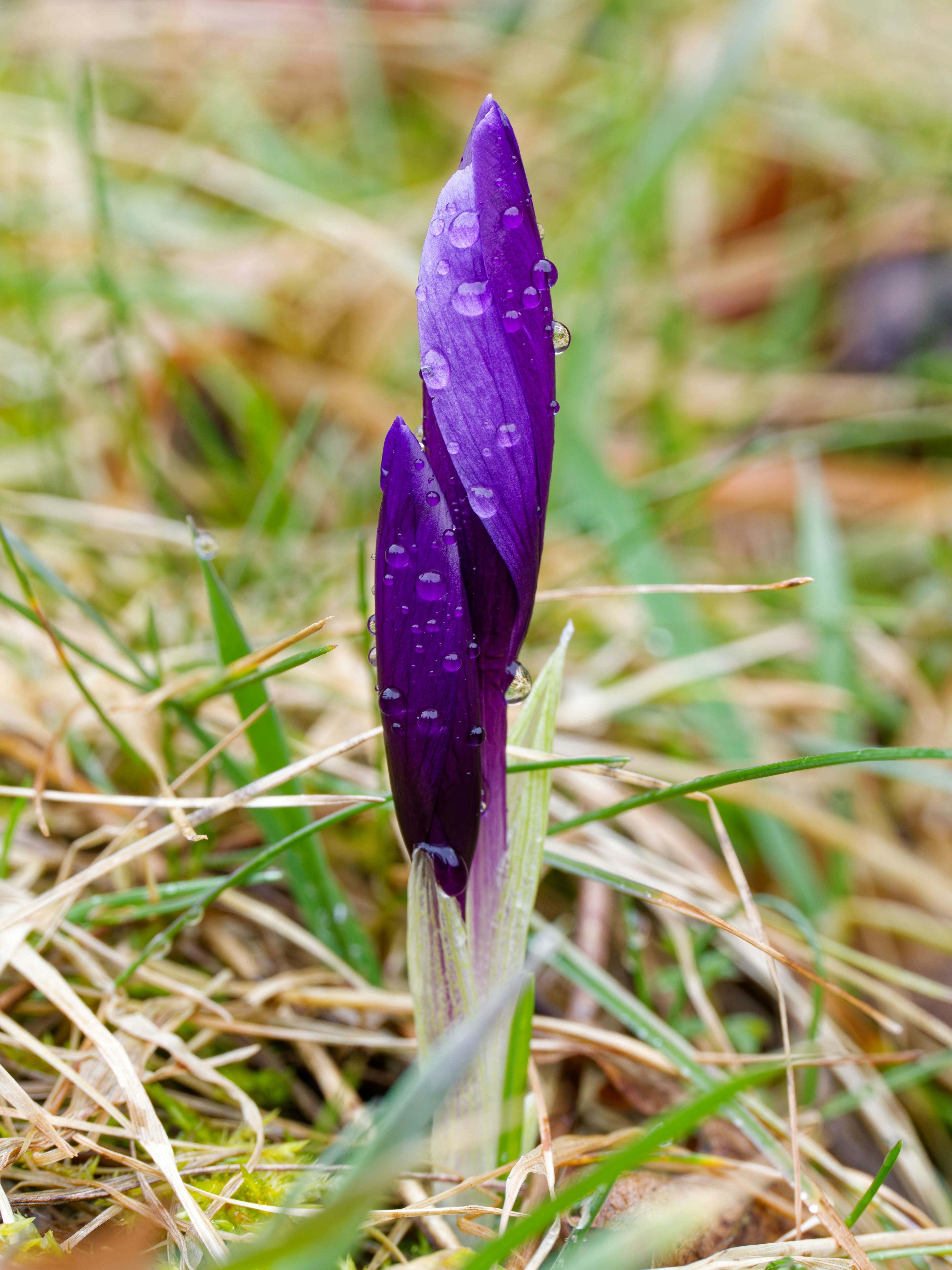 Purple crocus emerging from a dew-speckled grassy canvas
