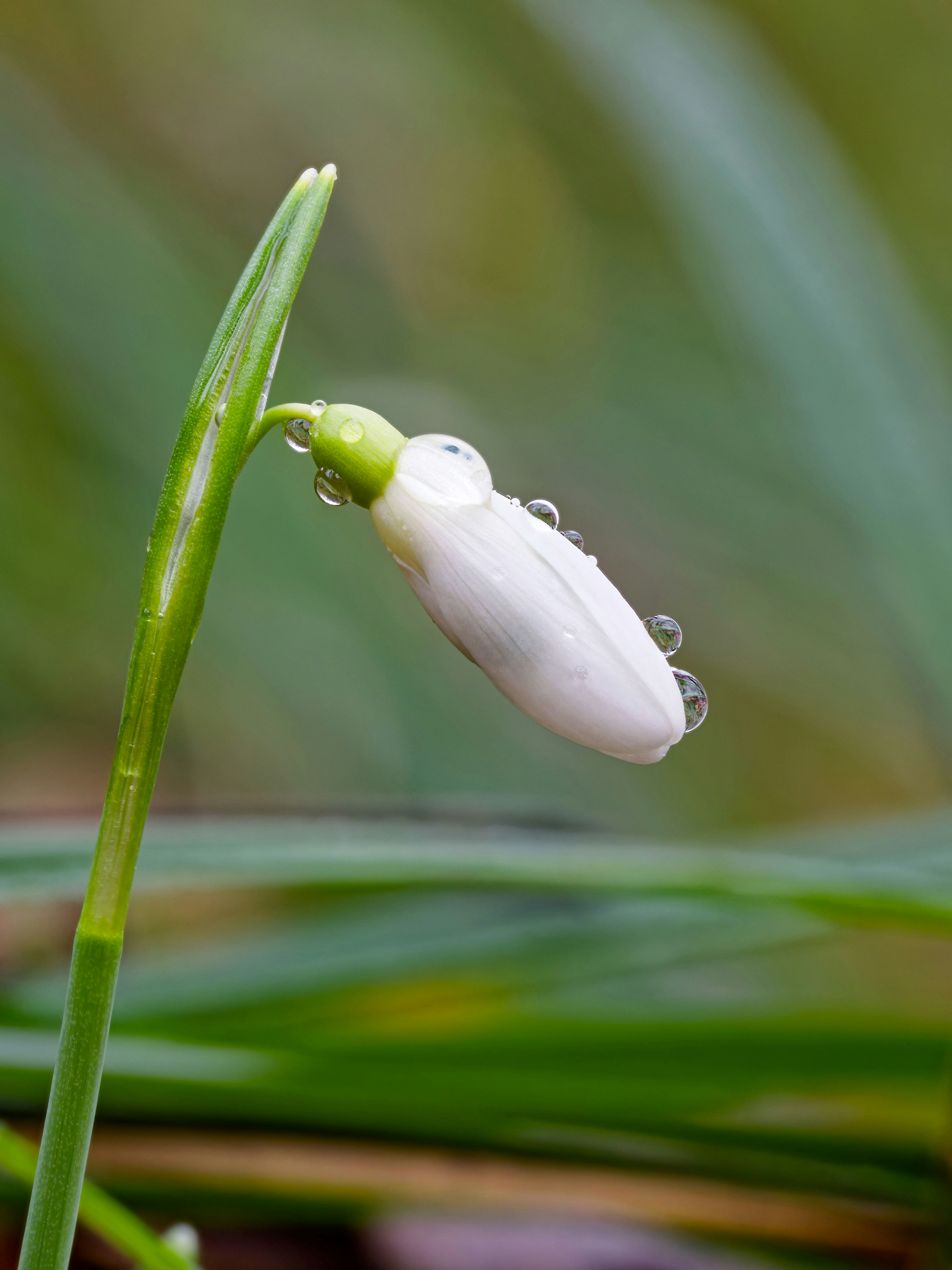 Dew-kissed Lily Bud Entranced by a Pearl Drop