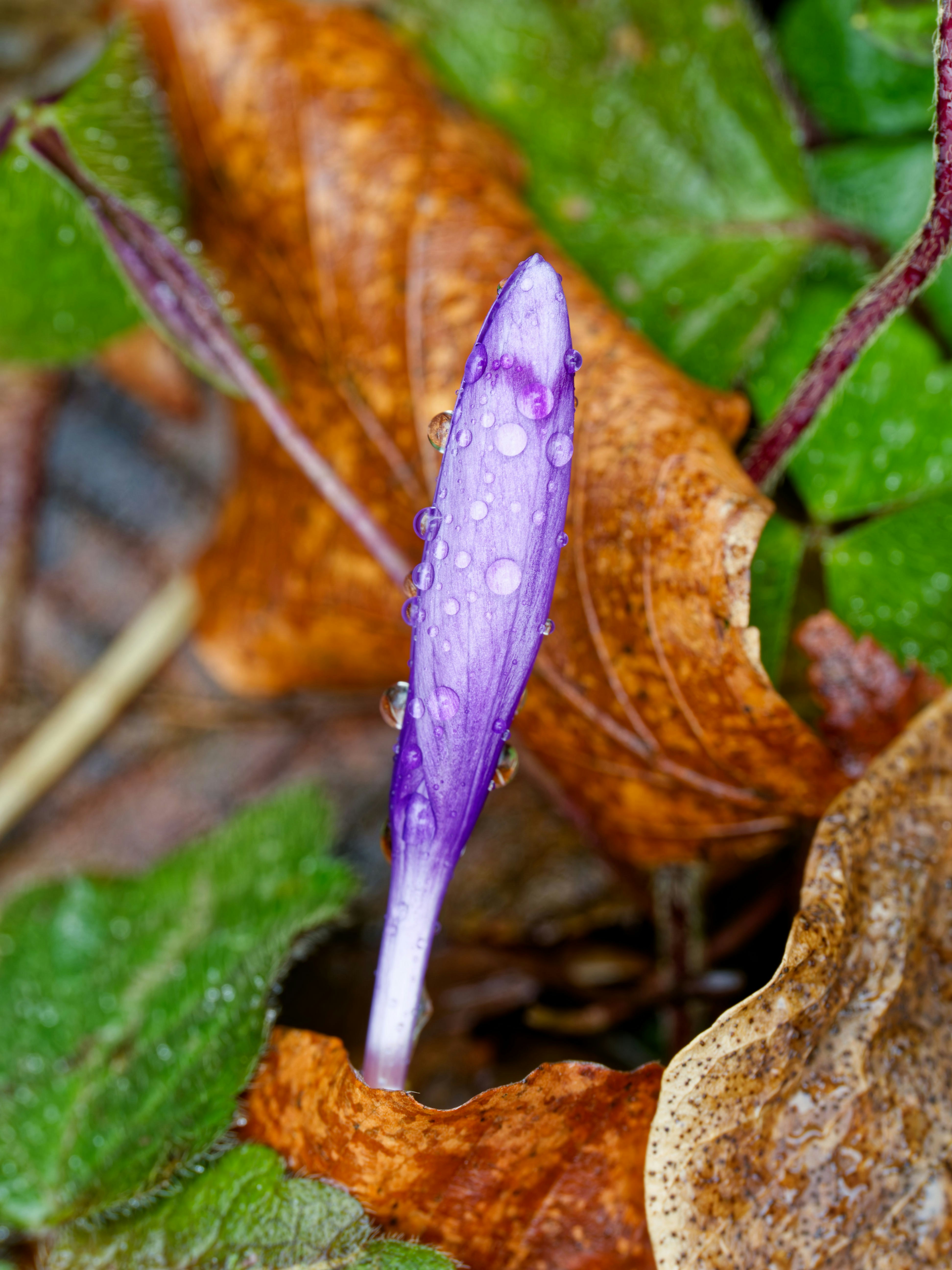 Lavender Bud Emerges from Autumn Tangle