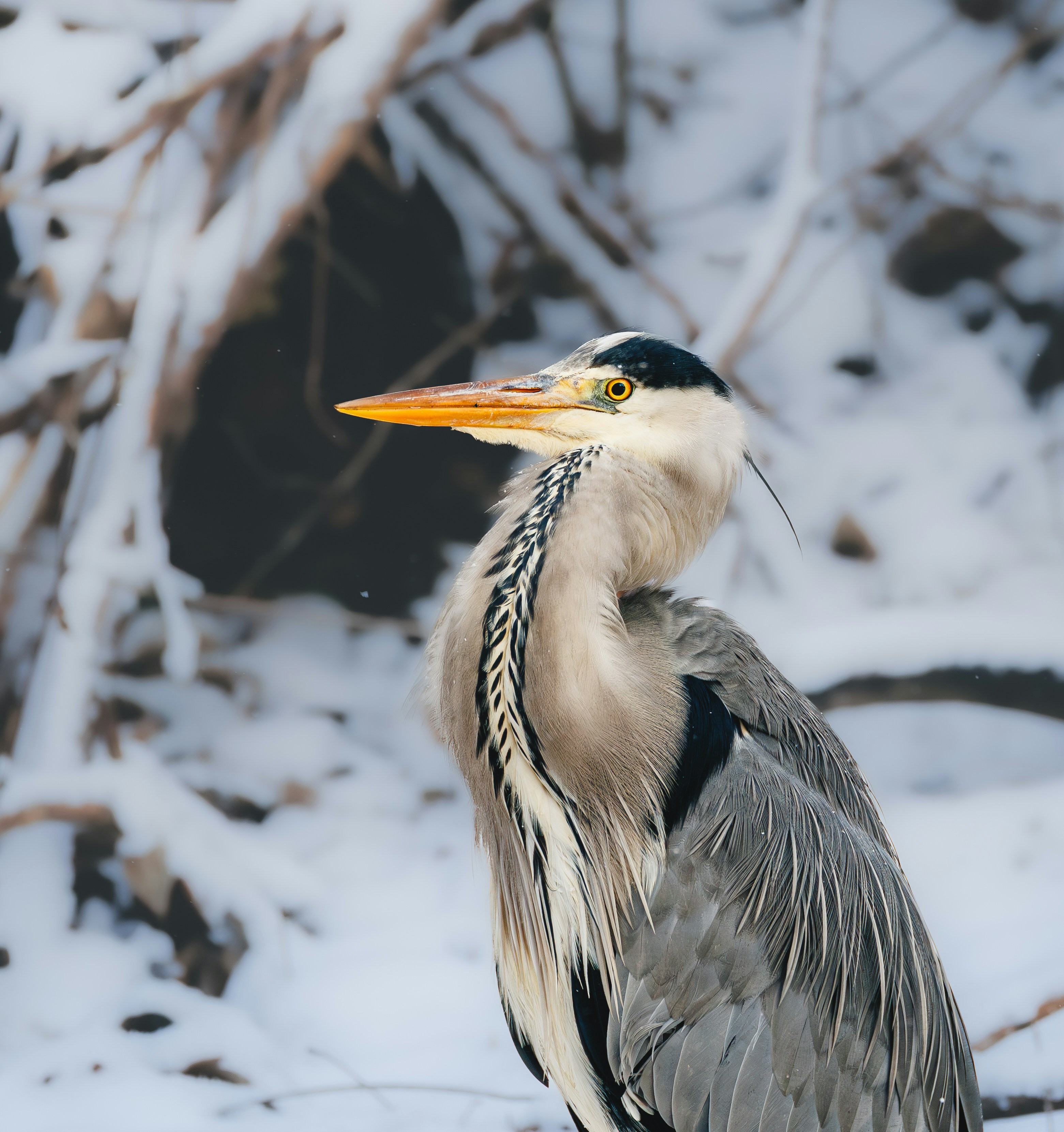 Heron in Winter Silence