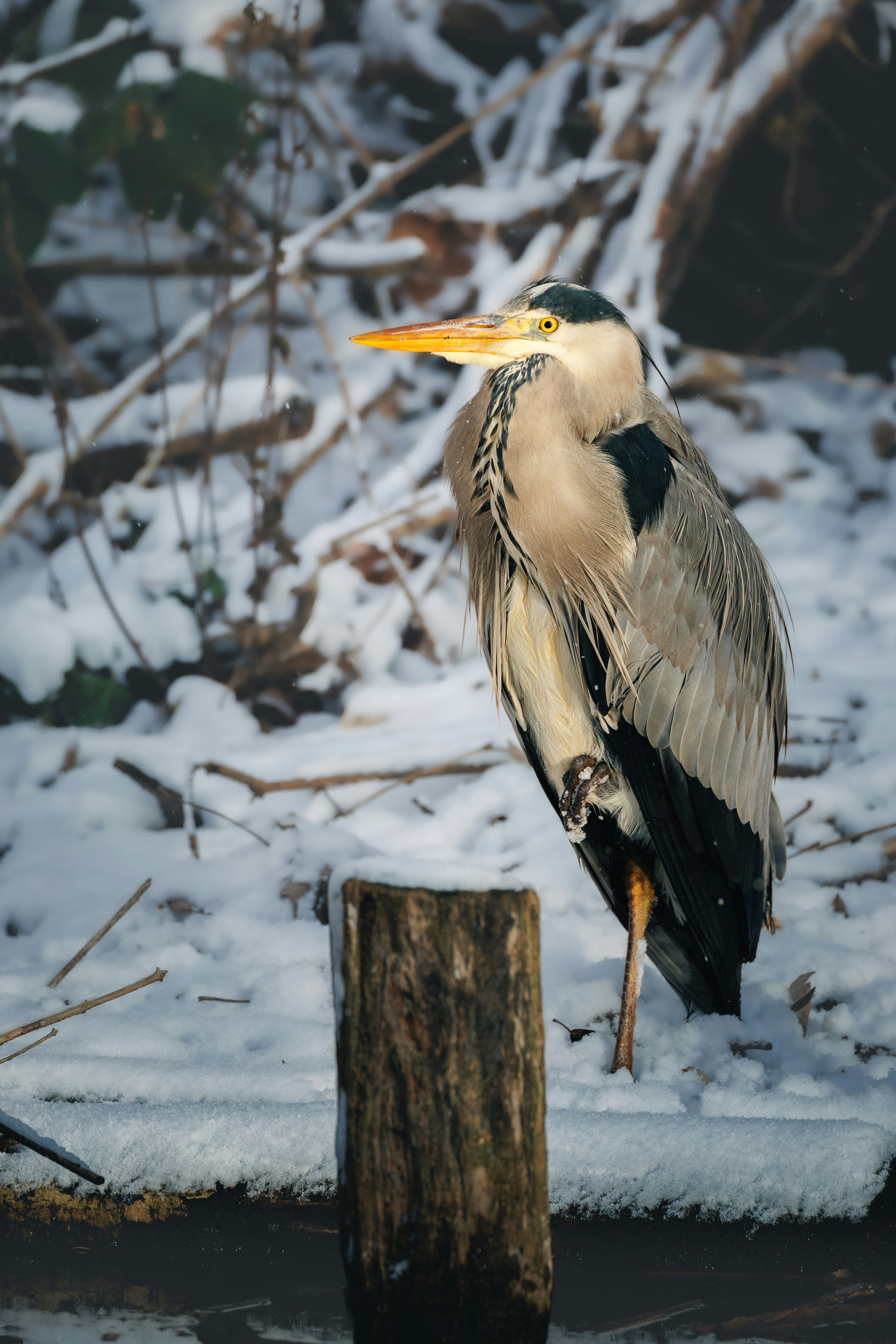 Winter Watch: Snowlogged Heron on a Wooden Post