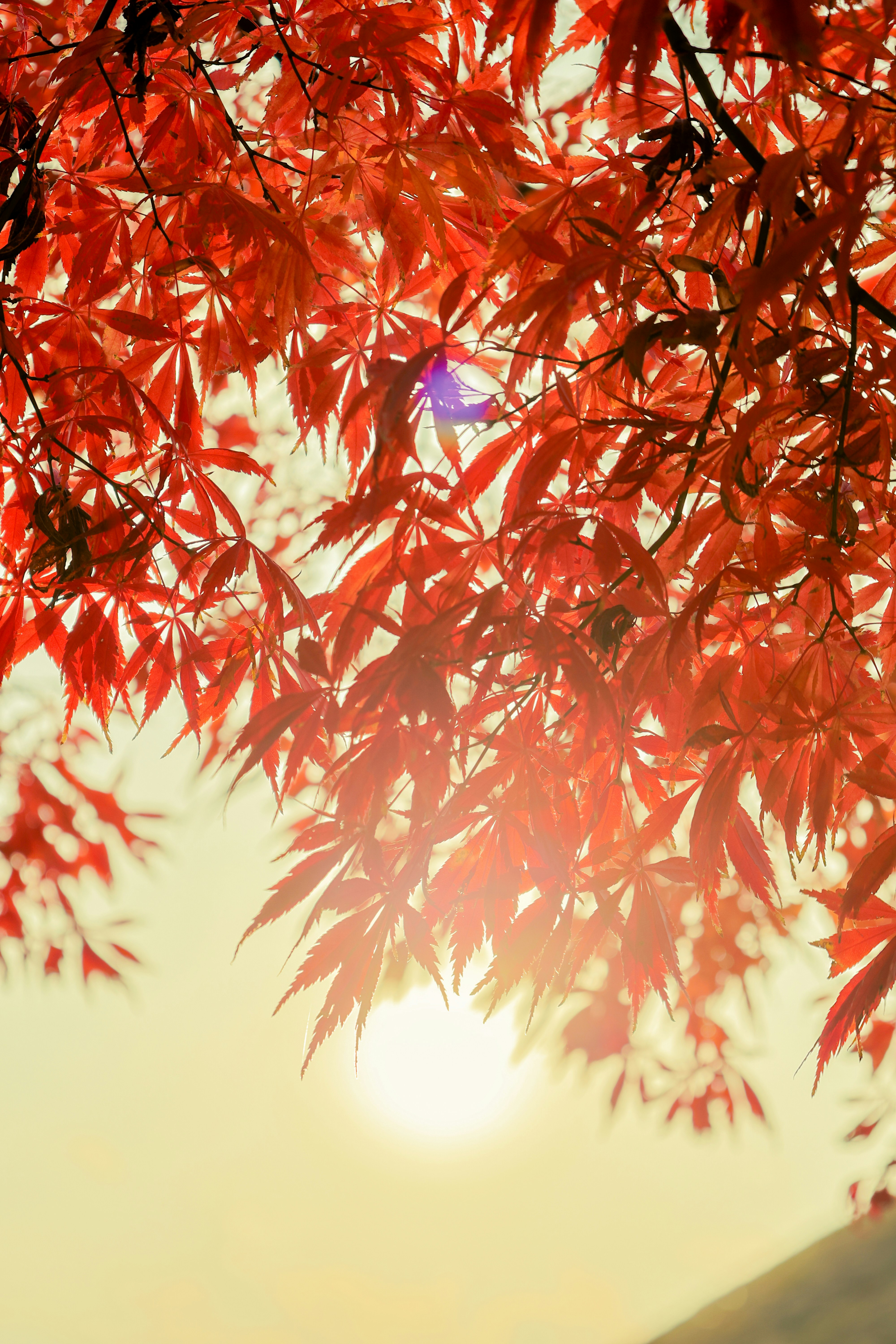 Scarlet Maple Canopy Backlit by Spring Sun