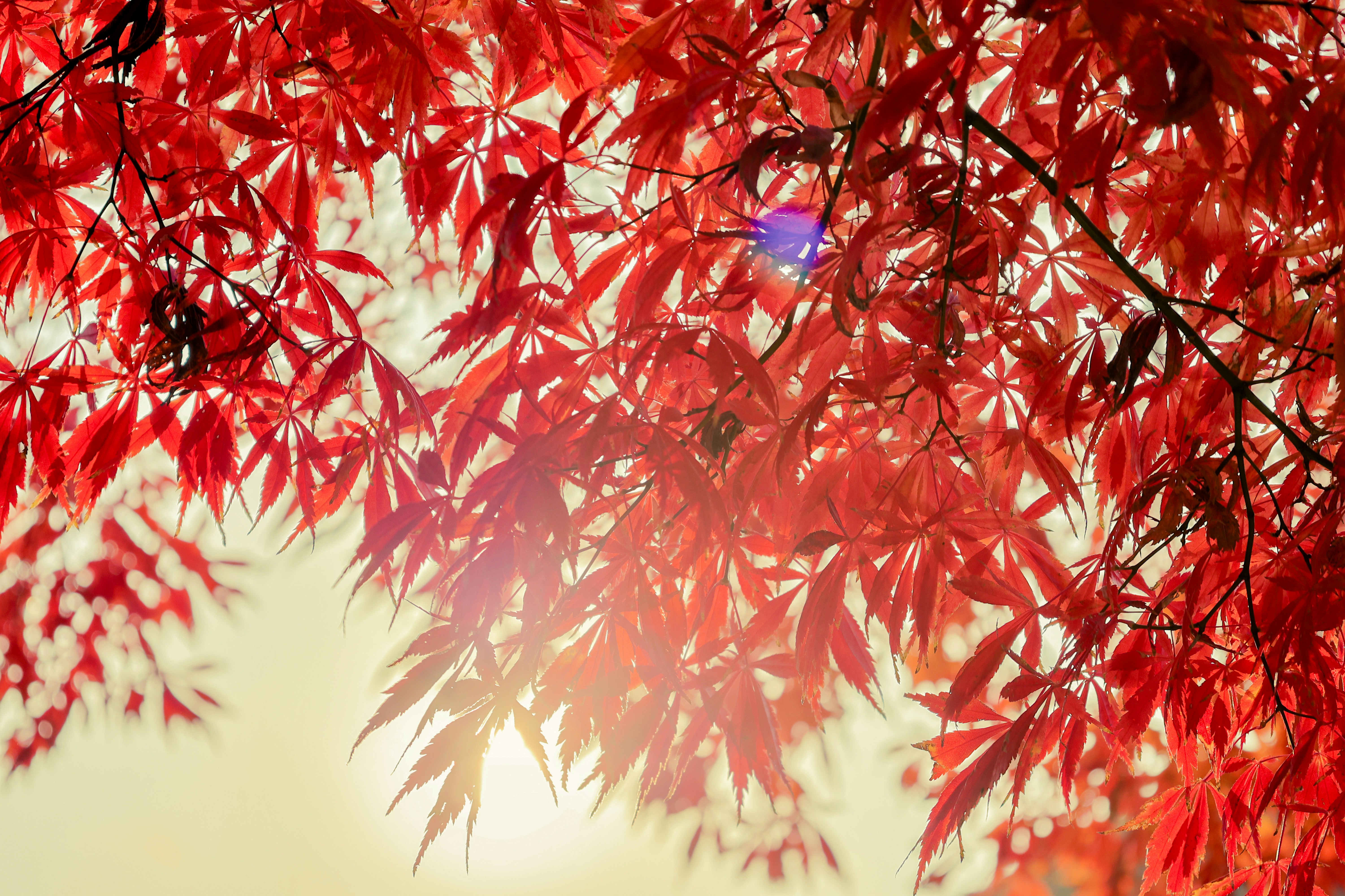 Crimson Canopy: Sunlit Maple in Autumnal Glow
