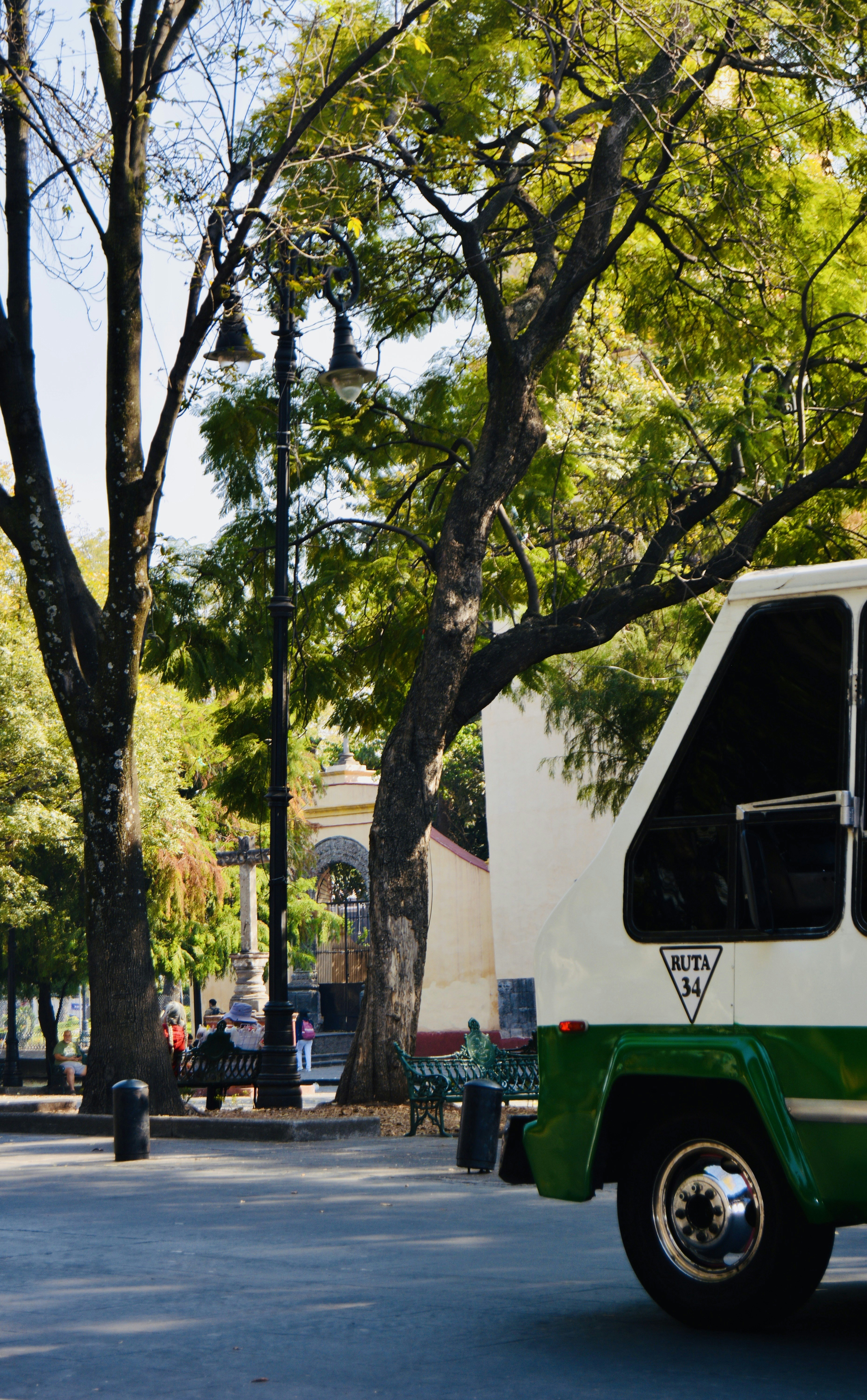 Green and white bus at the edge of a sunlit park with twisting trees