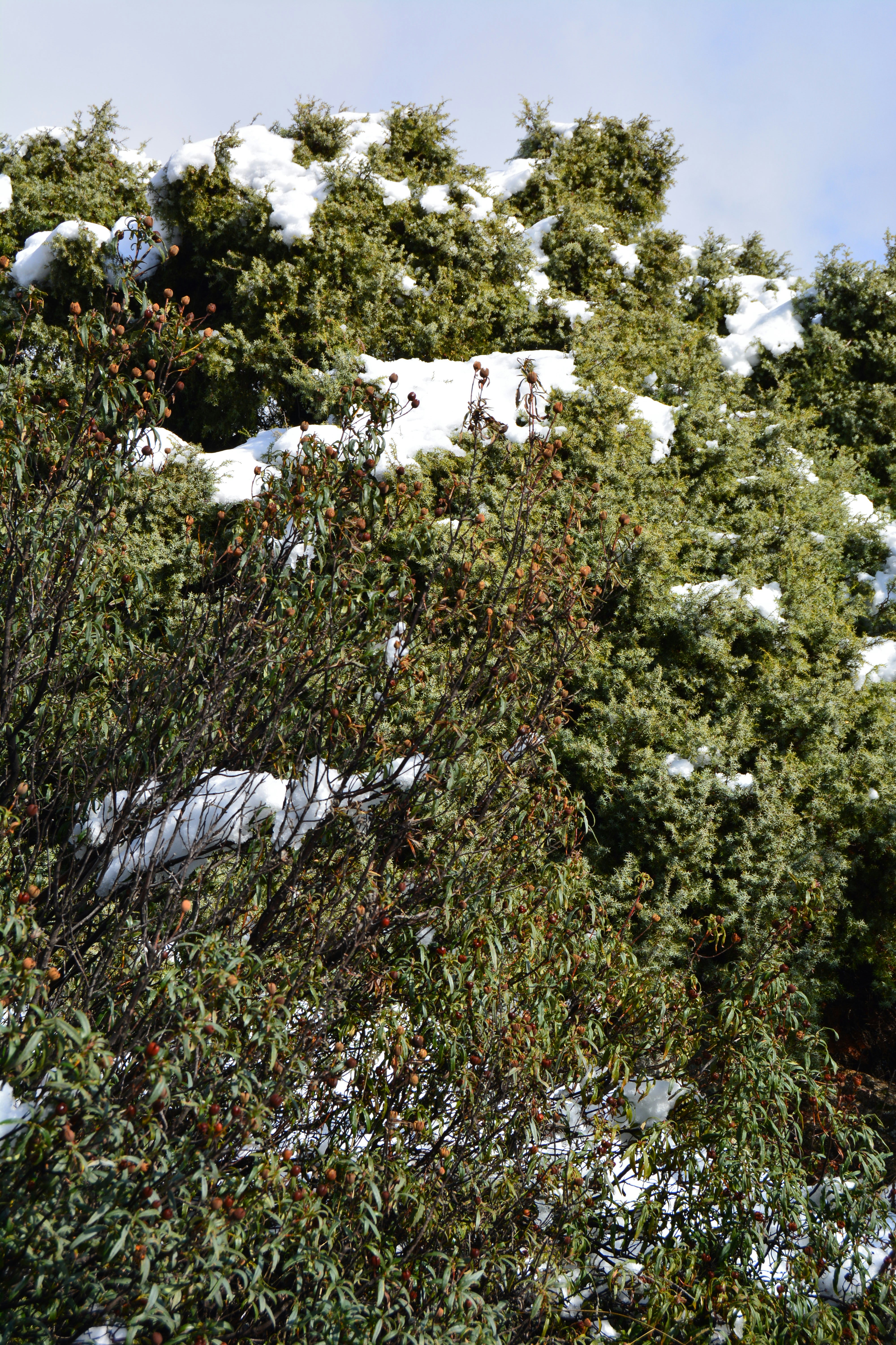 Snow-Kissed Coastal Scrub Under Winter Light
