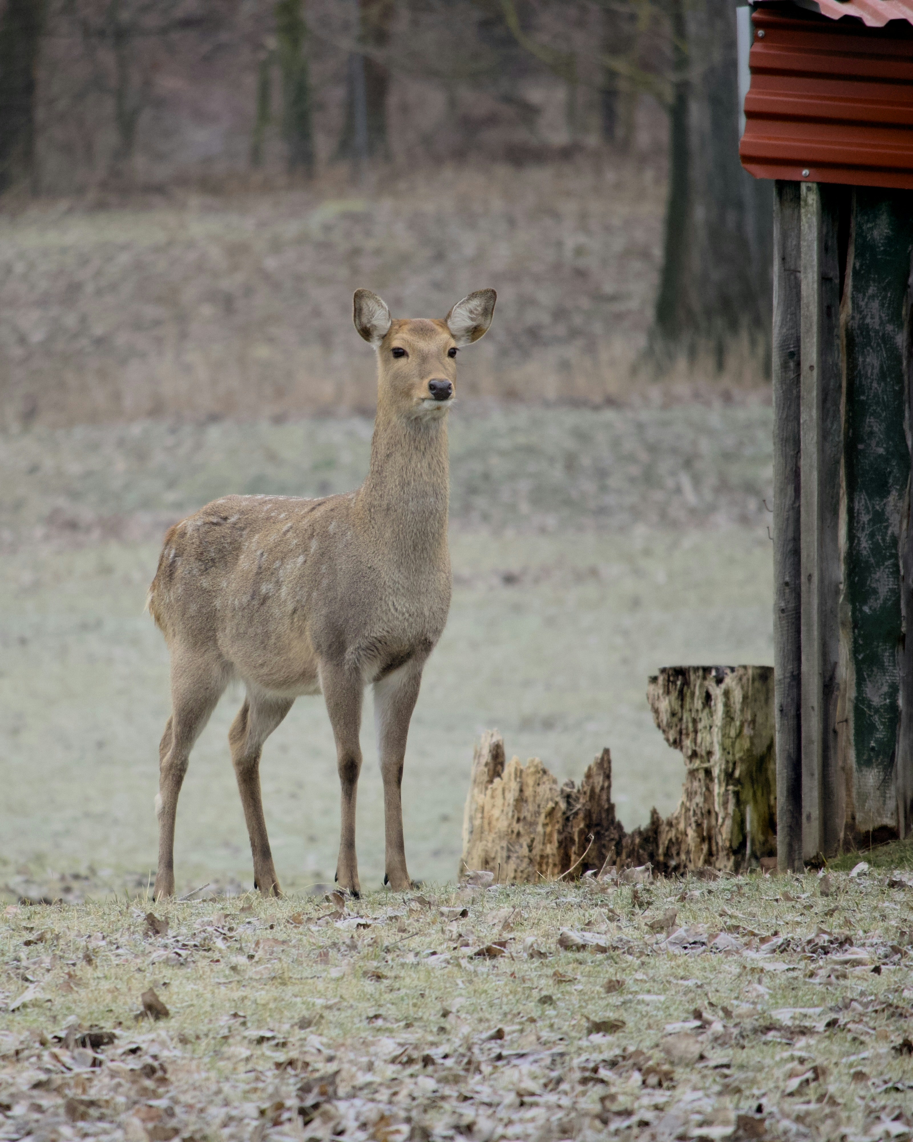 Quiet Stare: A Deer Pauses at the Edge of the Clearing