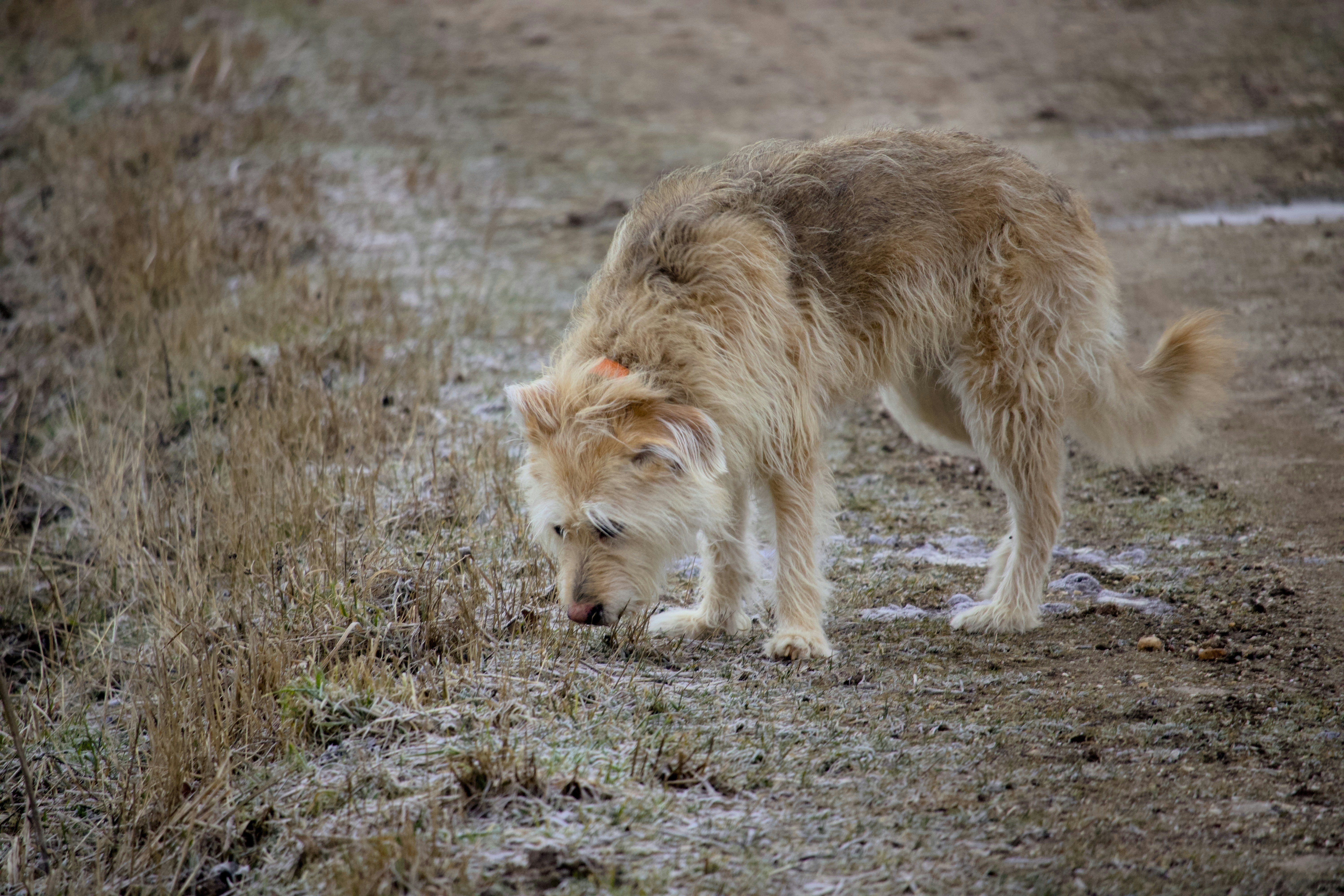 Dusty Wanderer: a shaggy dog sniffing the frost-tinged trail