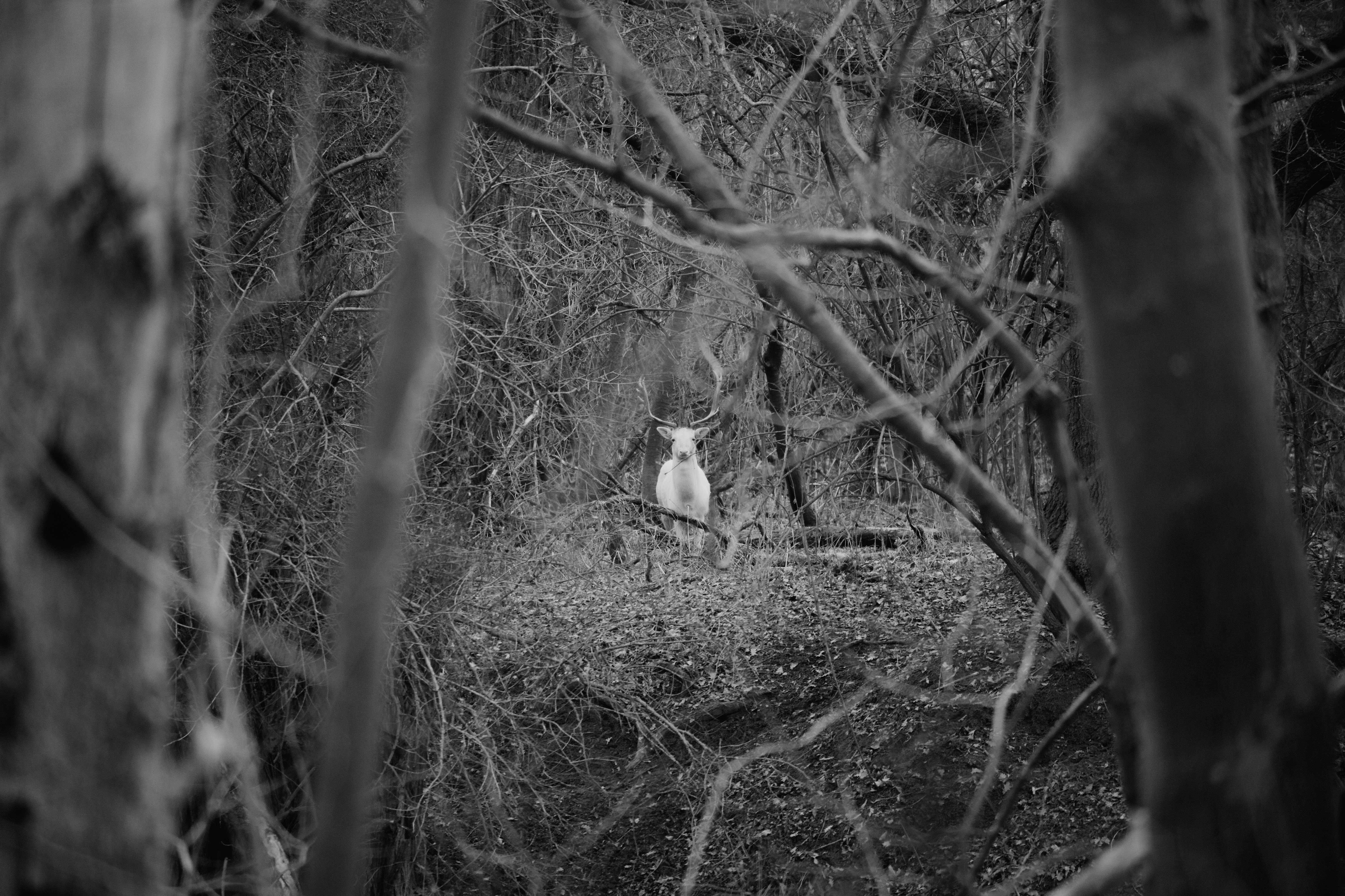 Fox in the Forest: A Quiet Moment Under Branches