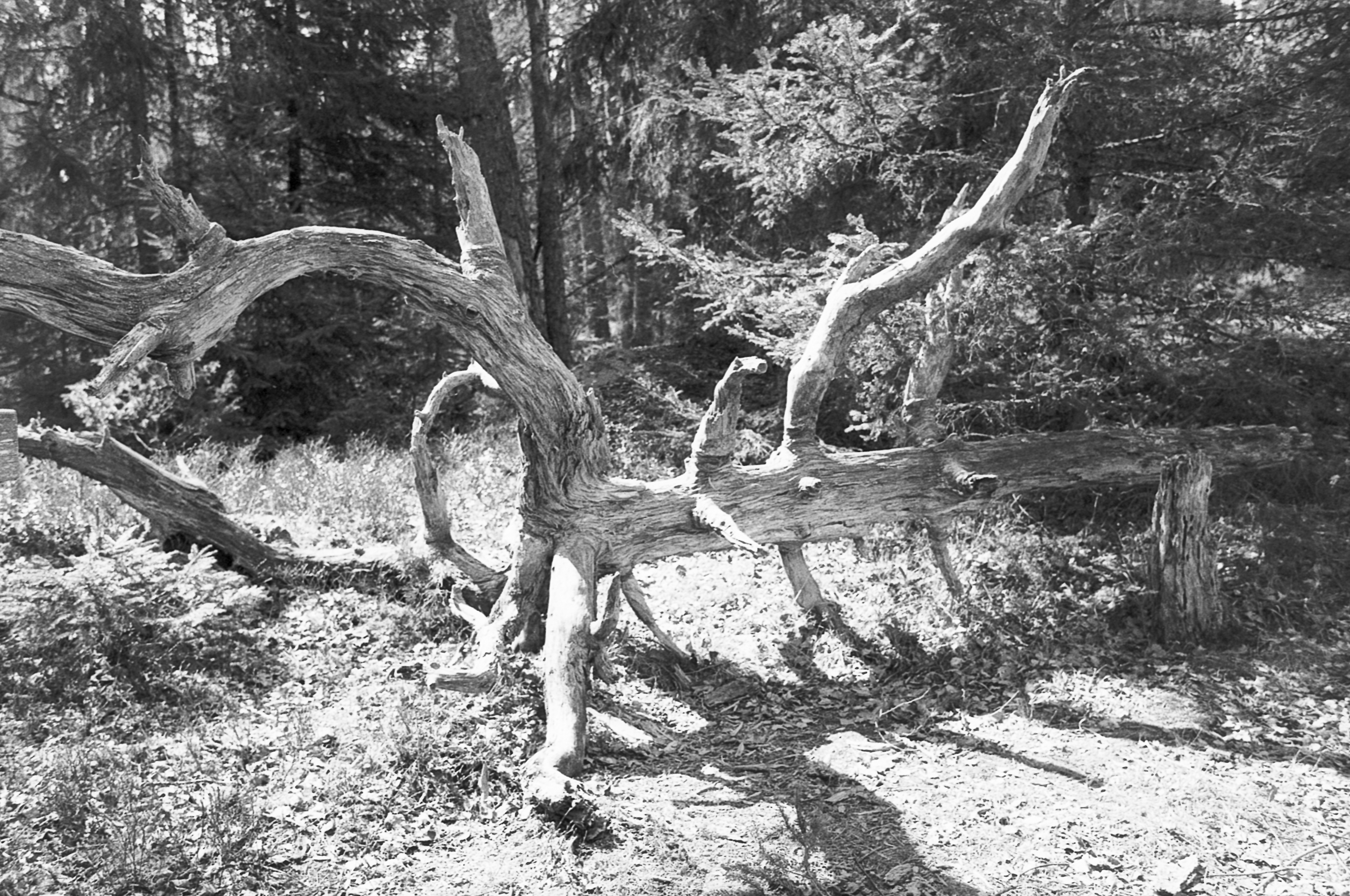 Gnarled dead tree branches lie on the forest floor.