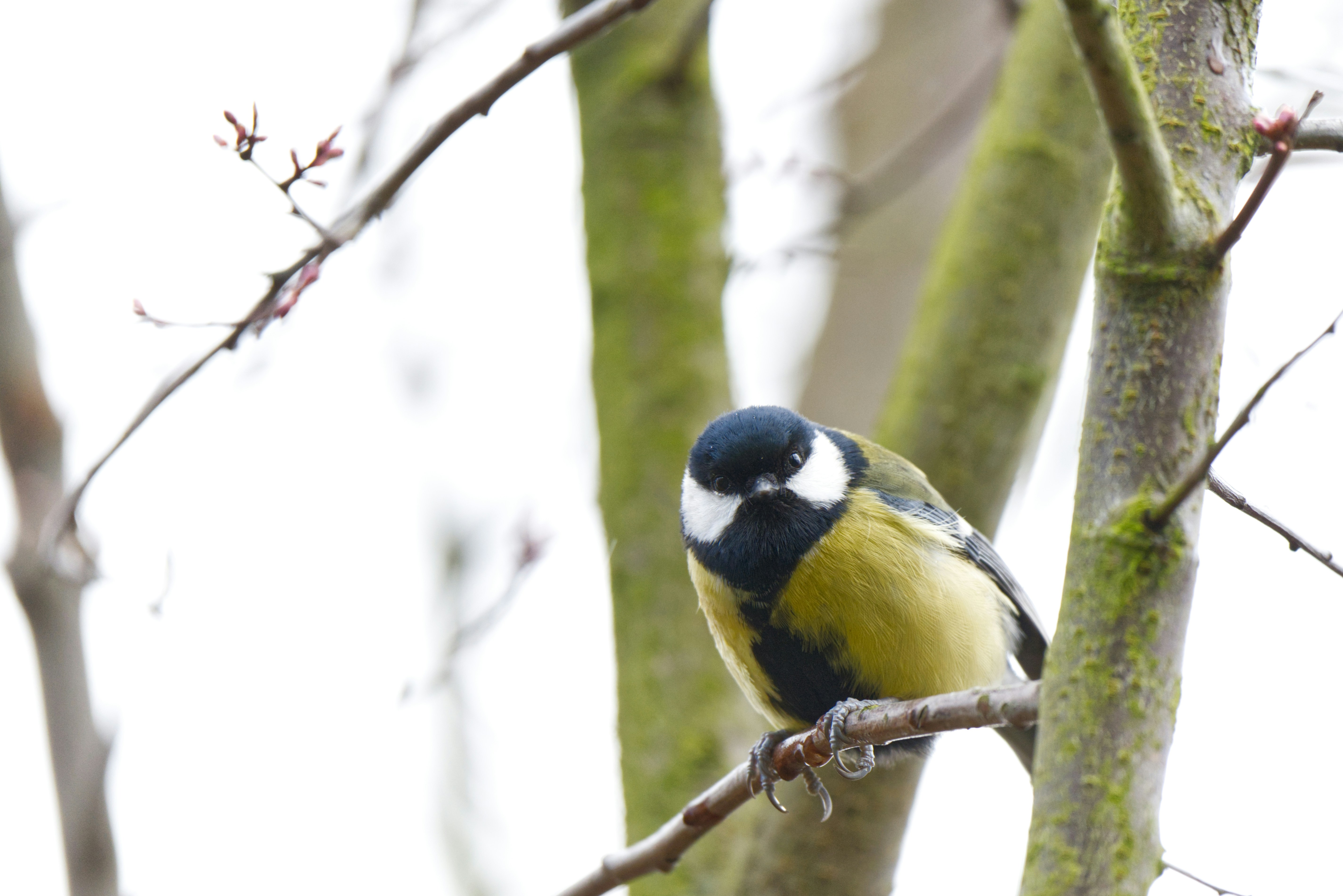 Tiny Green-Mawed Perch: Great Tit Stuns in Winter Branches