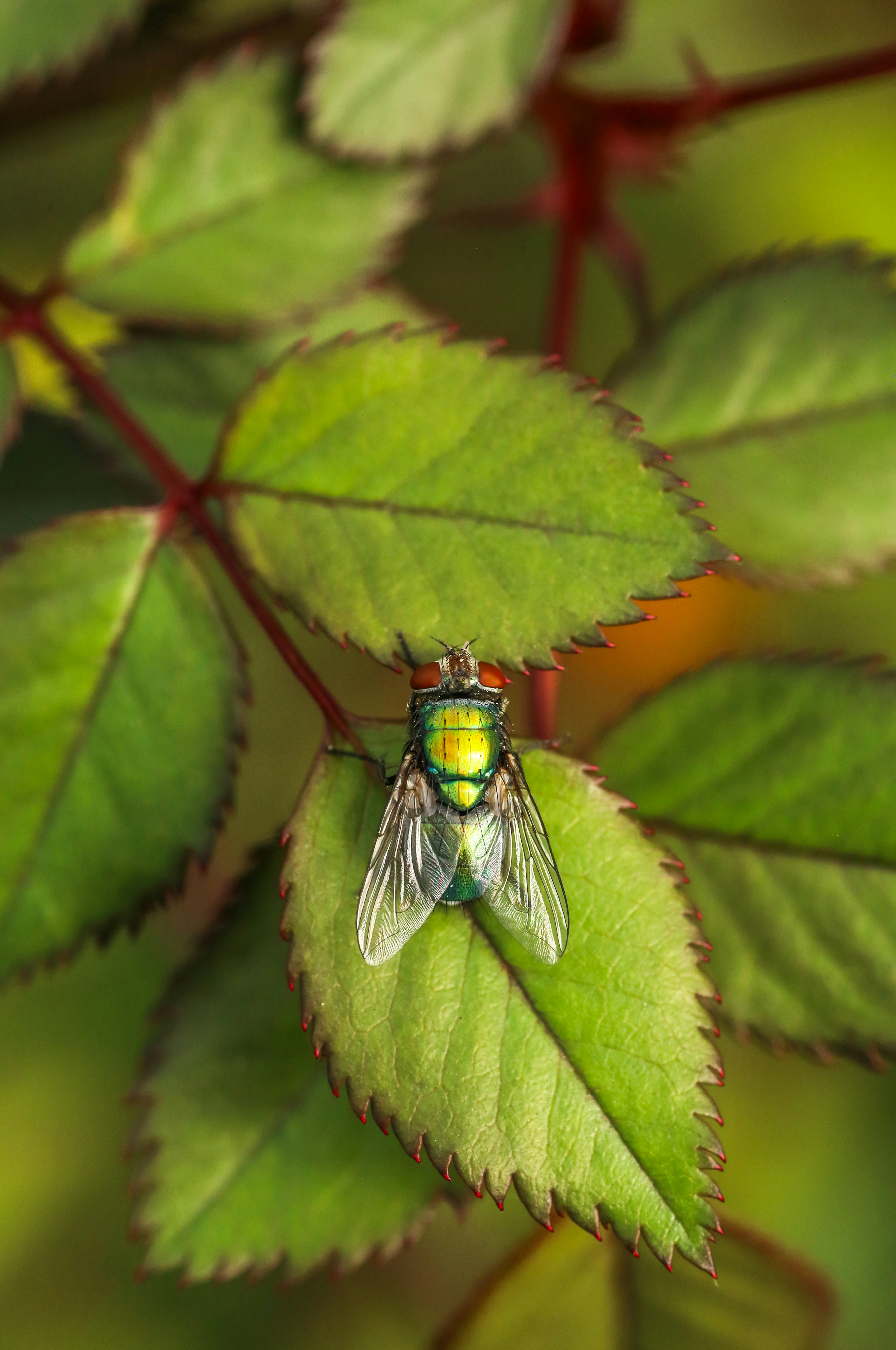 Emerald Bead: a Green Fly Resting on a Serrated Leaf