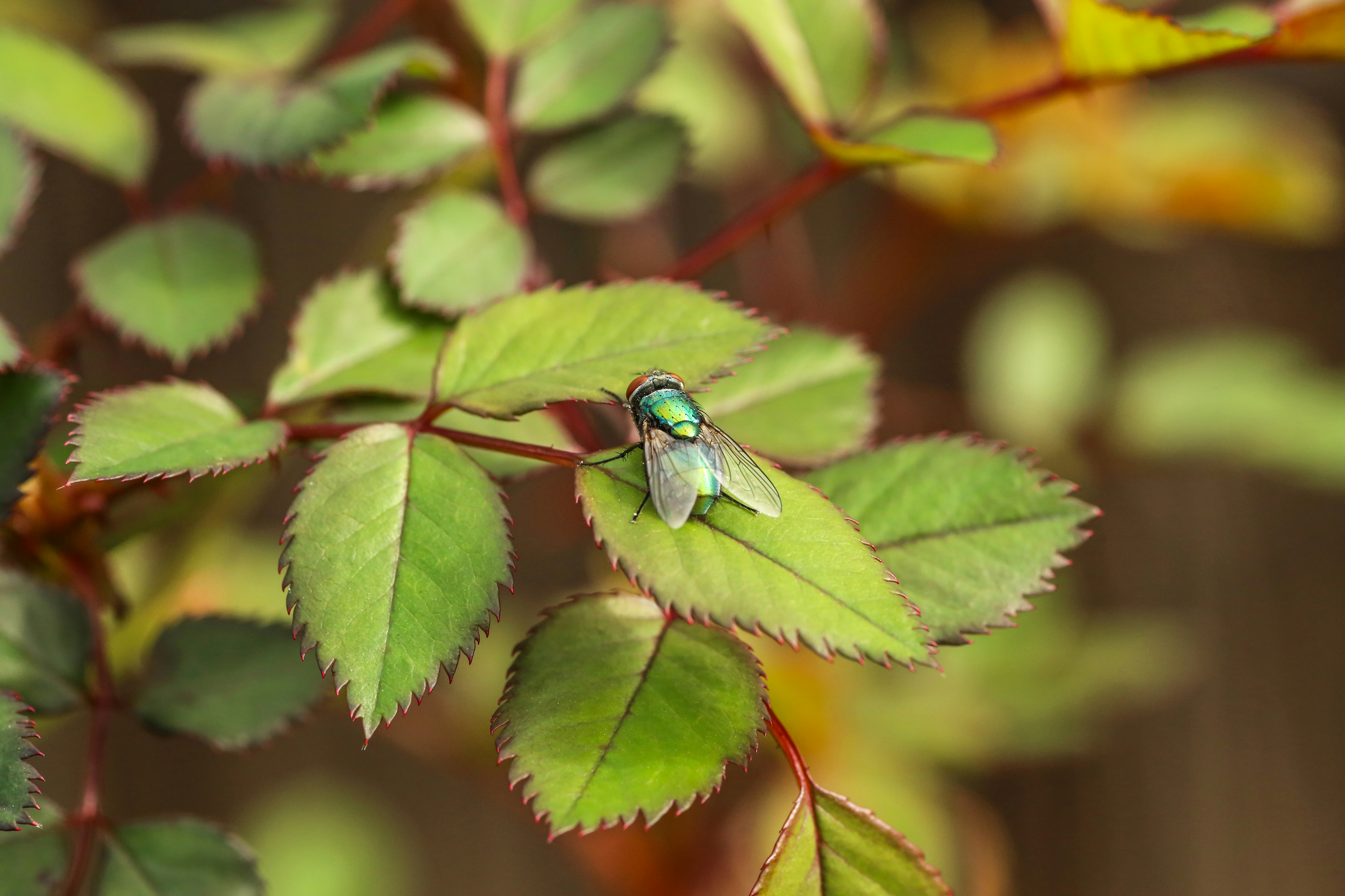 Emerald-streak Hoverfly on Elongated Rose Leaf