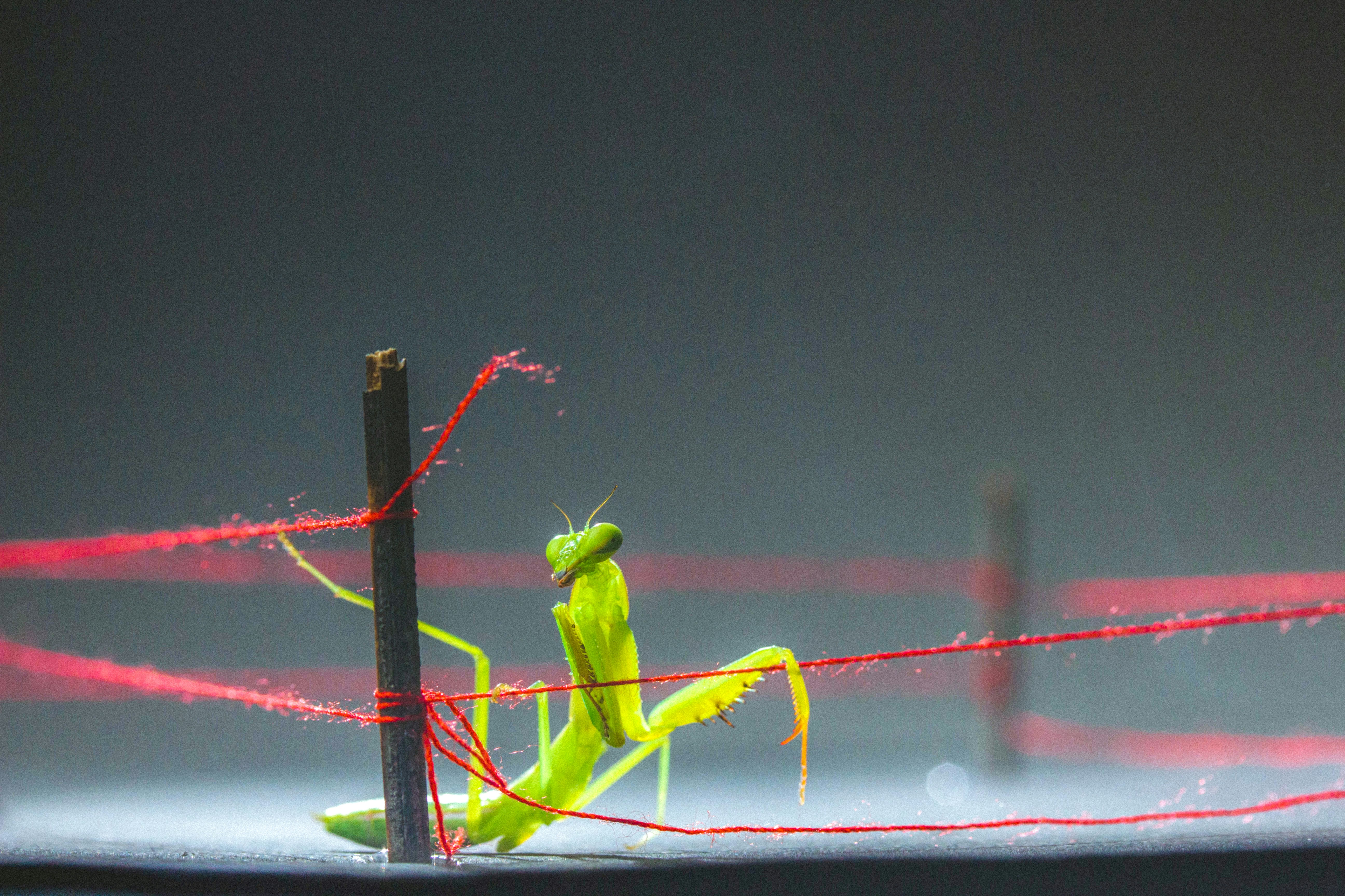 Green mantis on red thread in a minimalist display