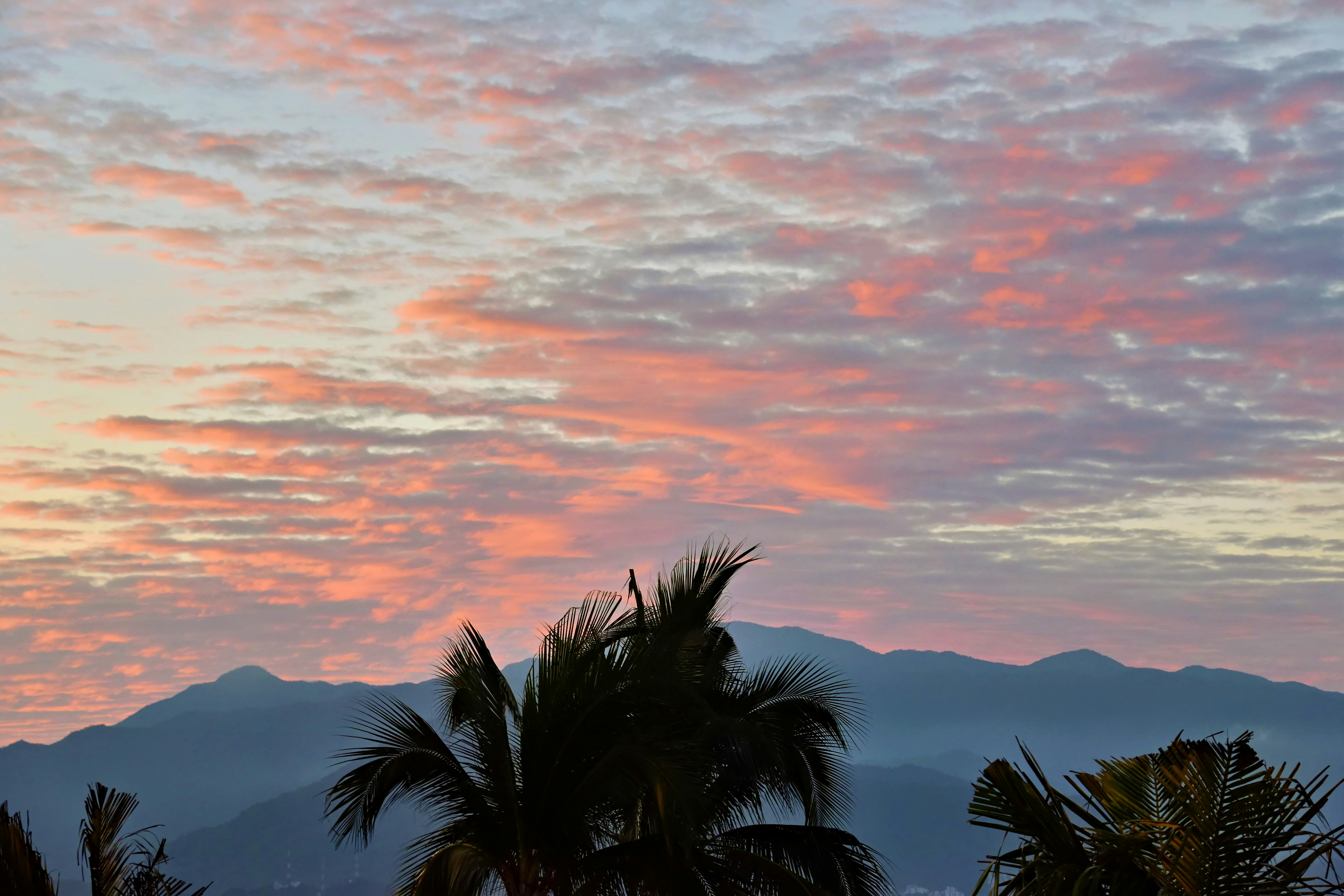 Palm Silhouettes Against a Rosy Desert Sky