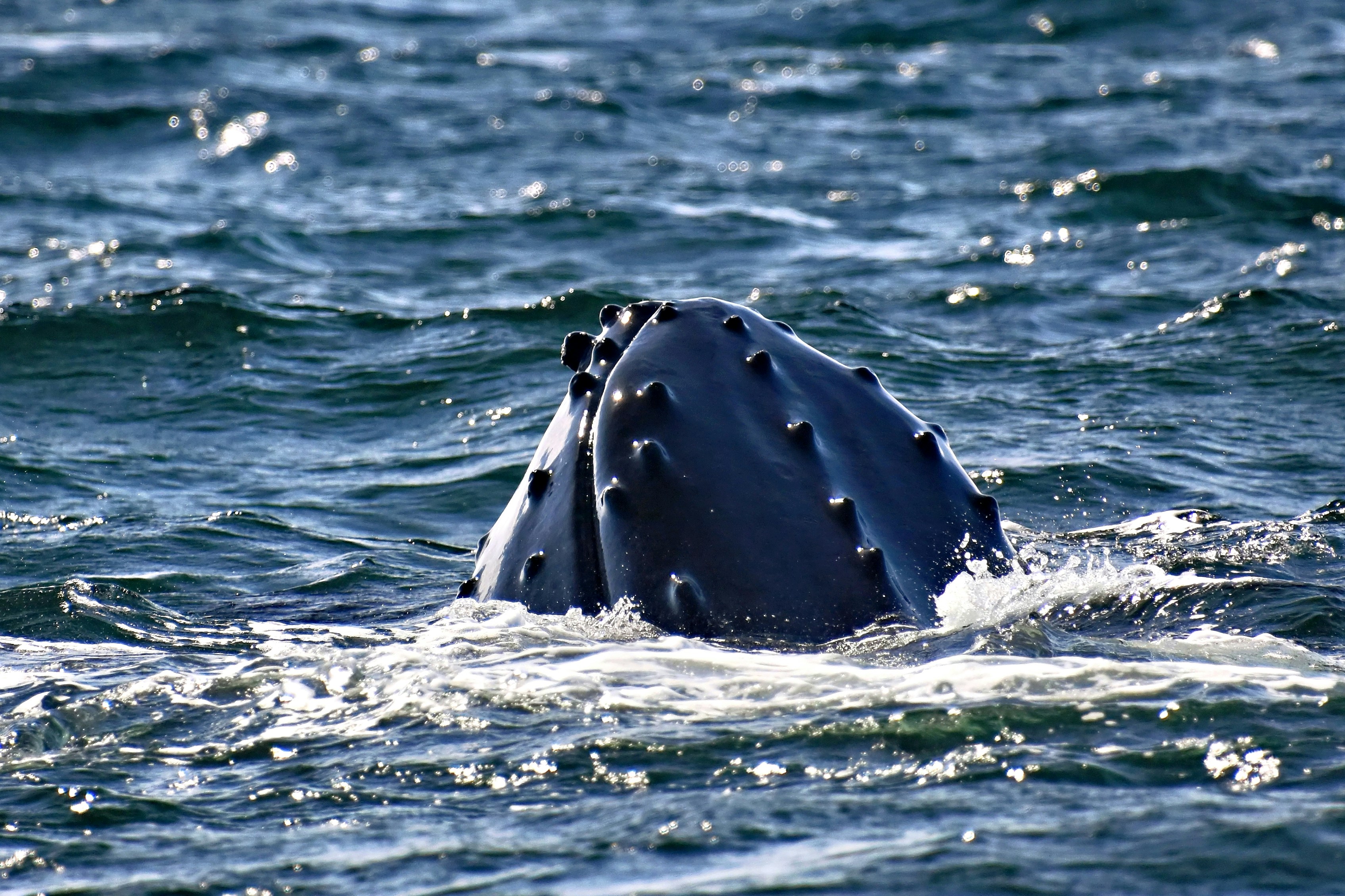 Tide-locked Megafauna: A Needle-like Ridge of Headland in the Sea