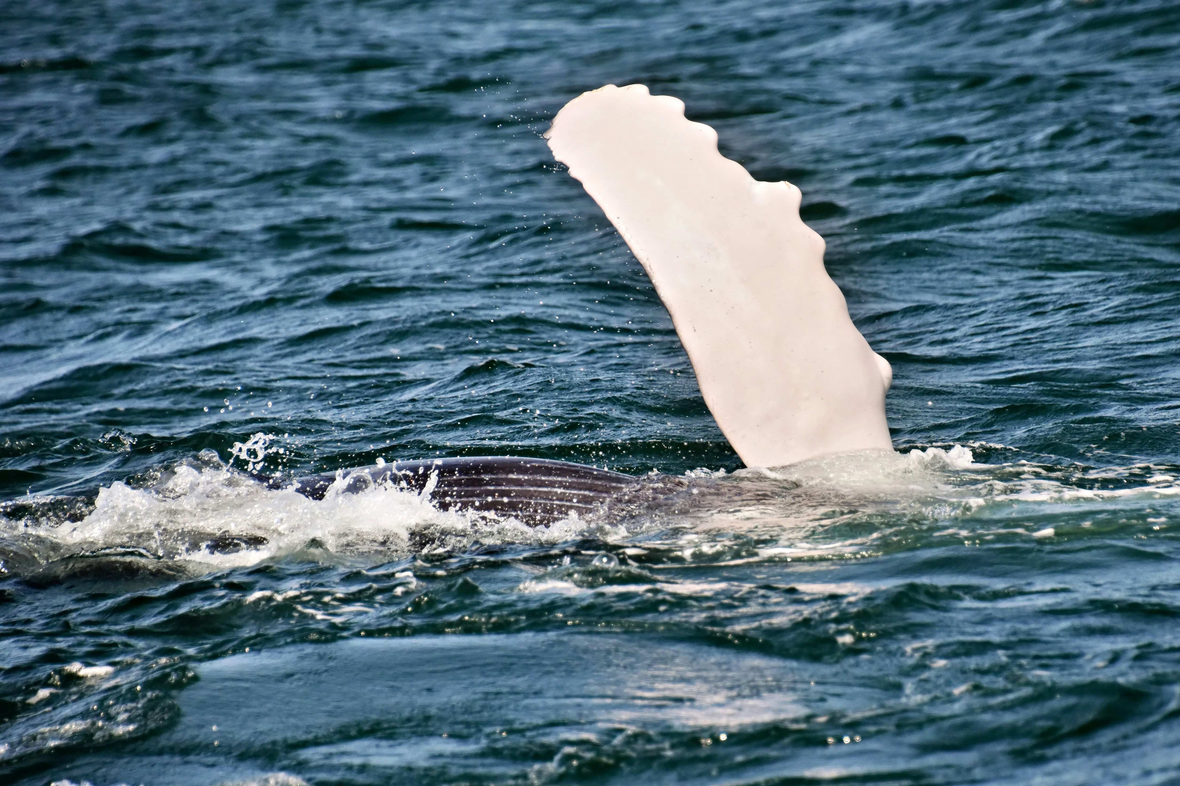 White Tail Arc: A Whale’s Tail Breakover at Sea