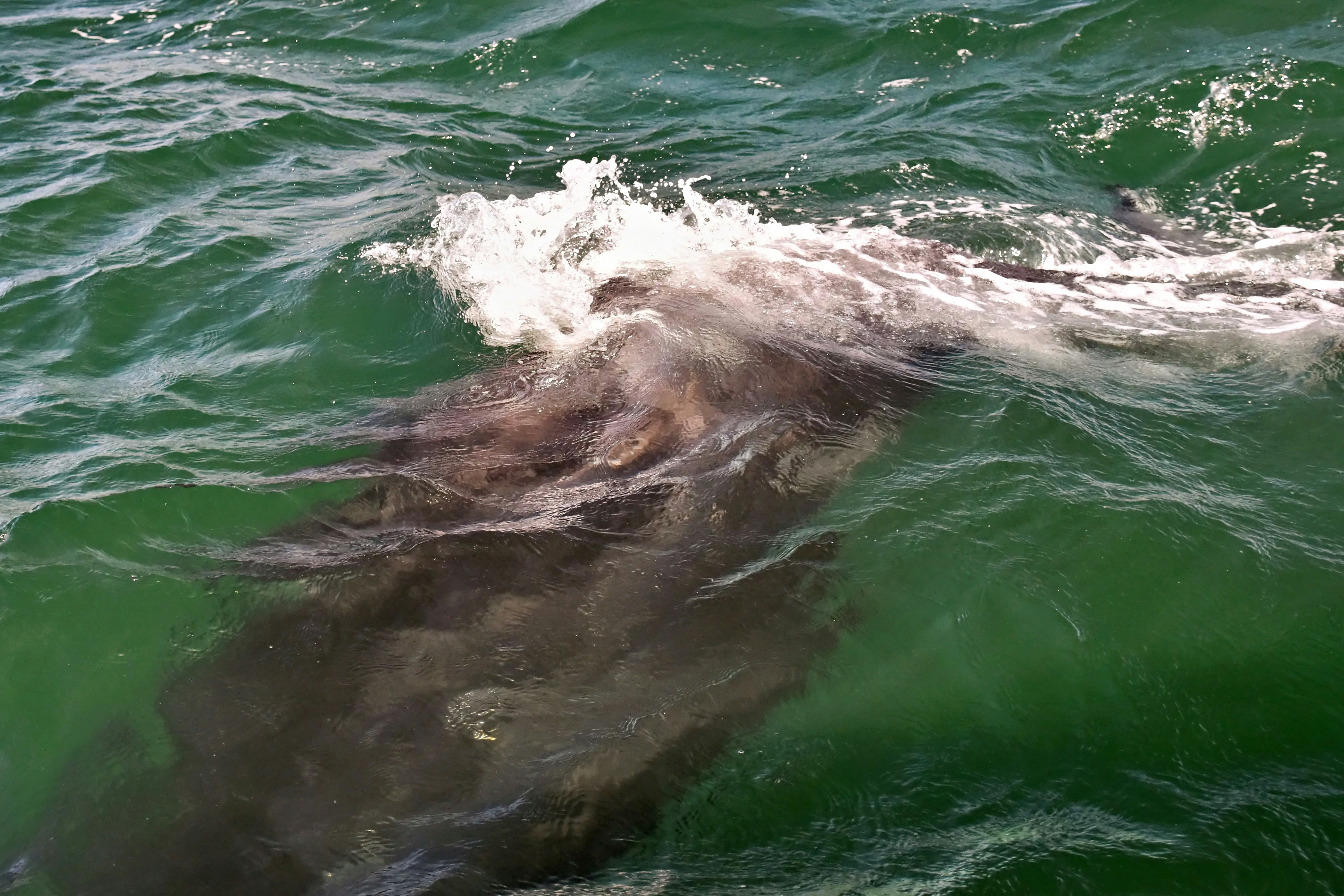 Sea Giant in Green Waters: A Submerged Mammalian Shape Emerges