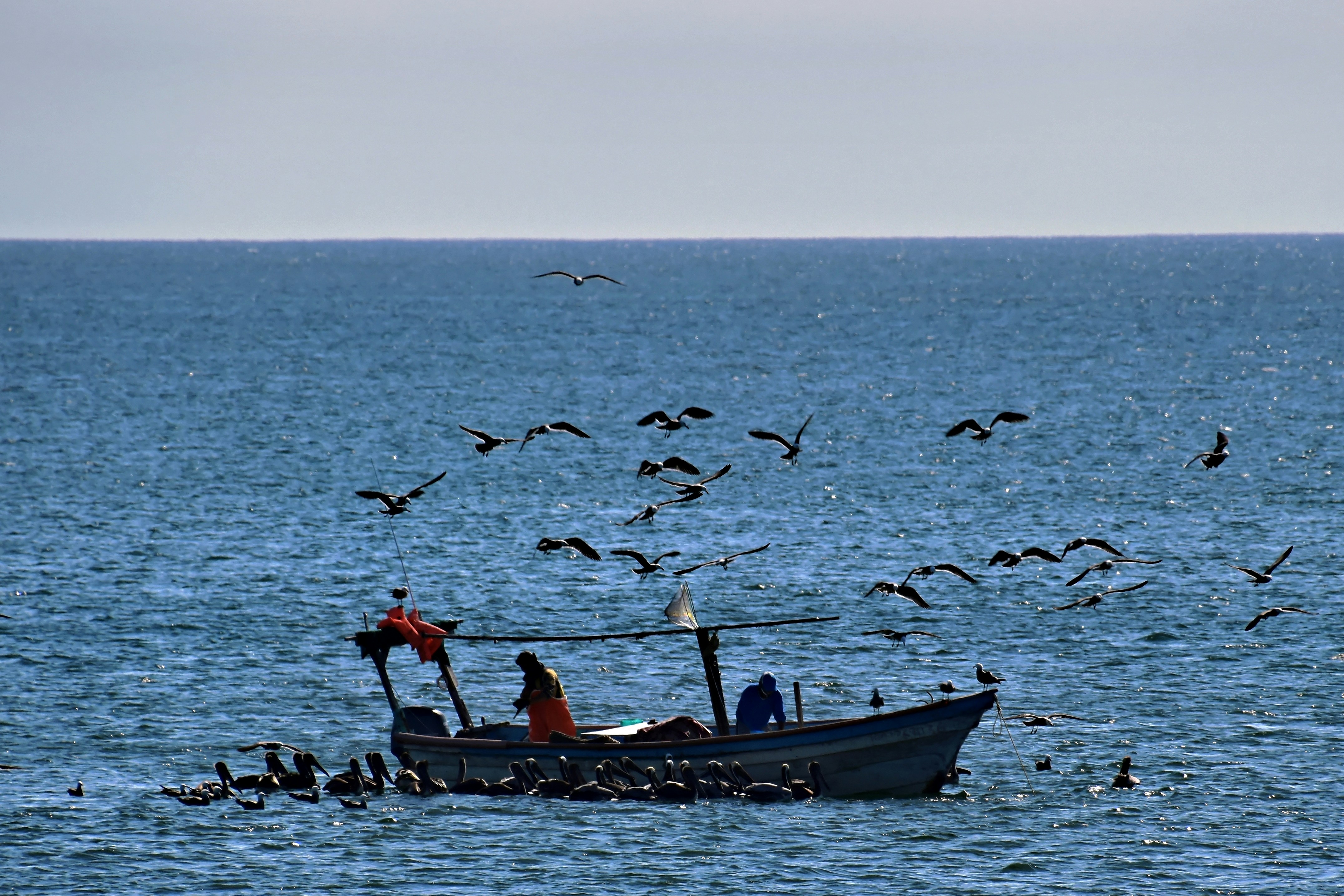 Seabreeze Vigil: The Red-Capped Boat Among Soaring Gulls