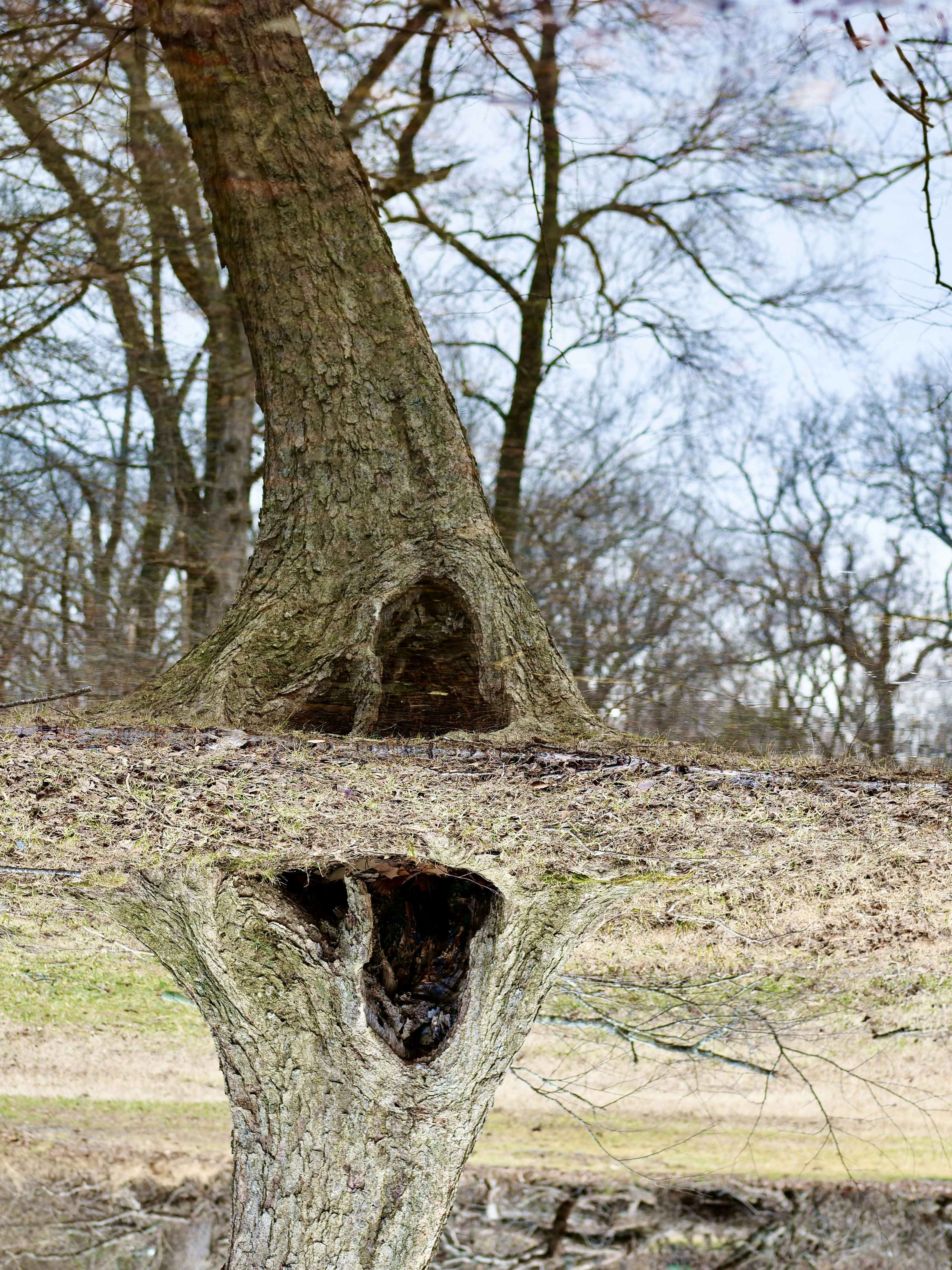 Mirror of a Hollow Trunk