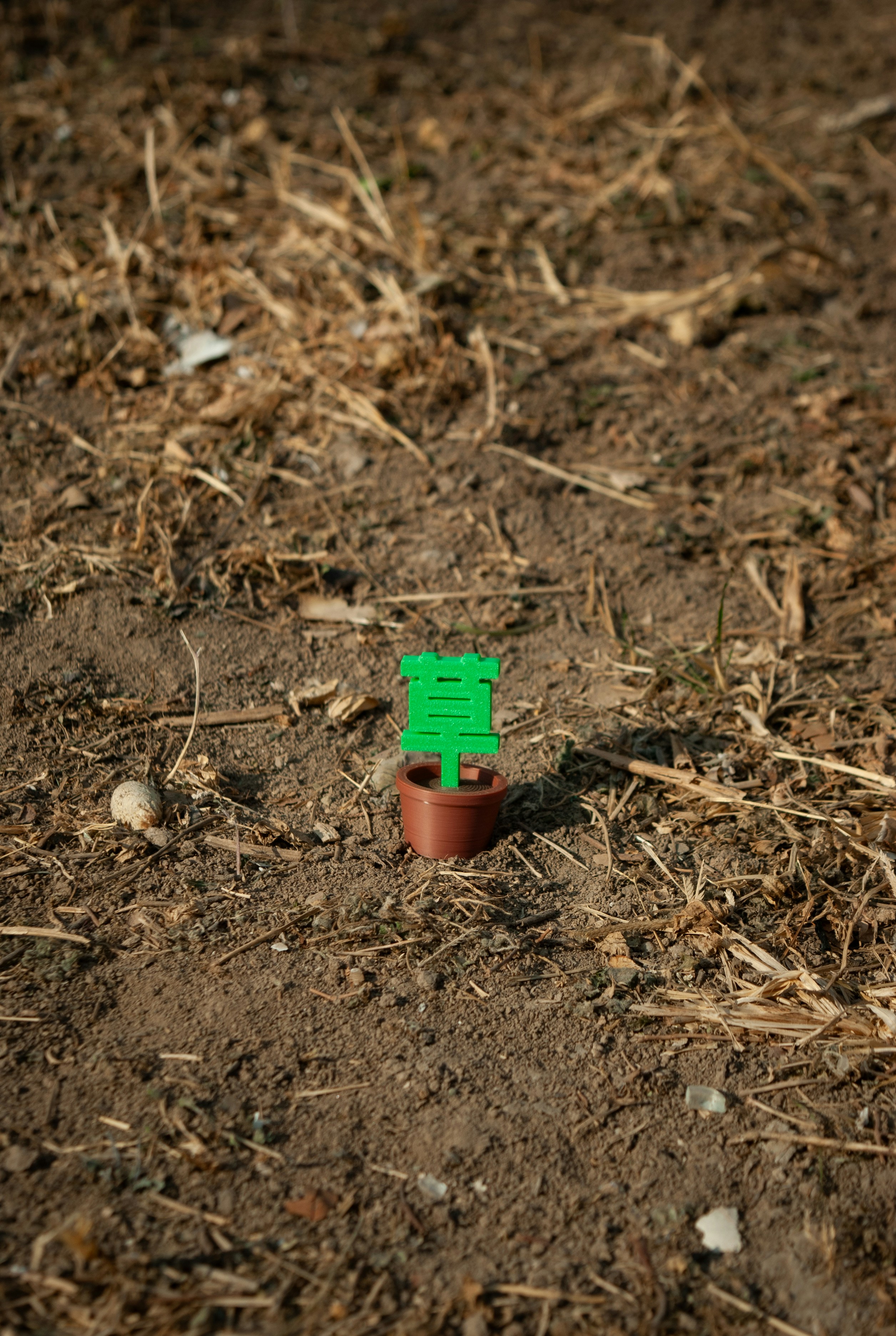 Green Sprout in a Terracotta Pot: A Tiny Focal Point in Rough Ground