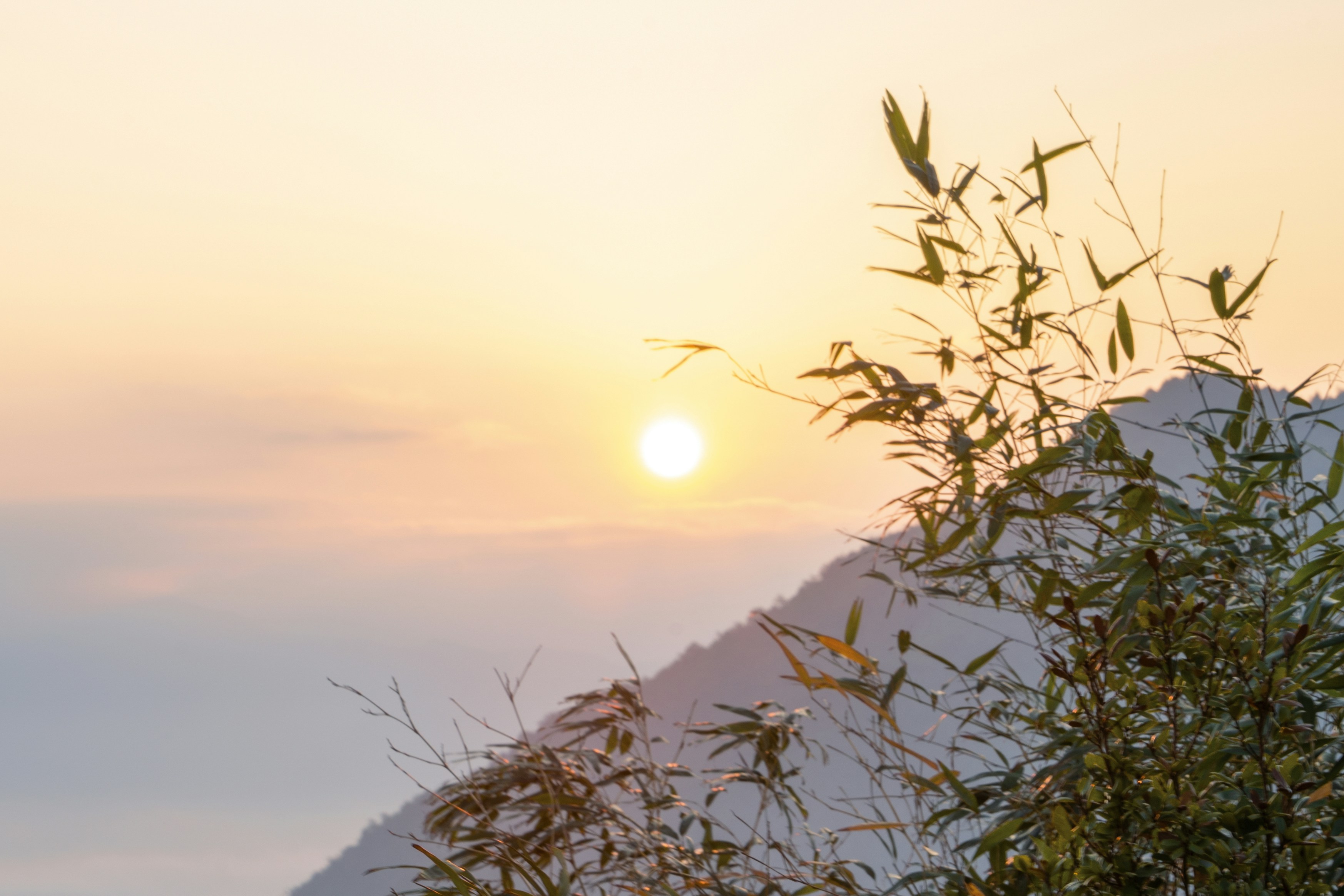 Sun Gilded Ridge over Quiet Coastal Mist