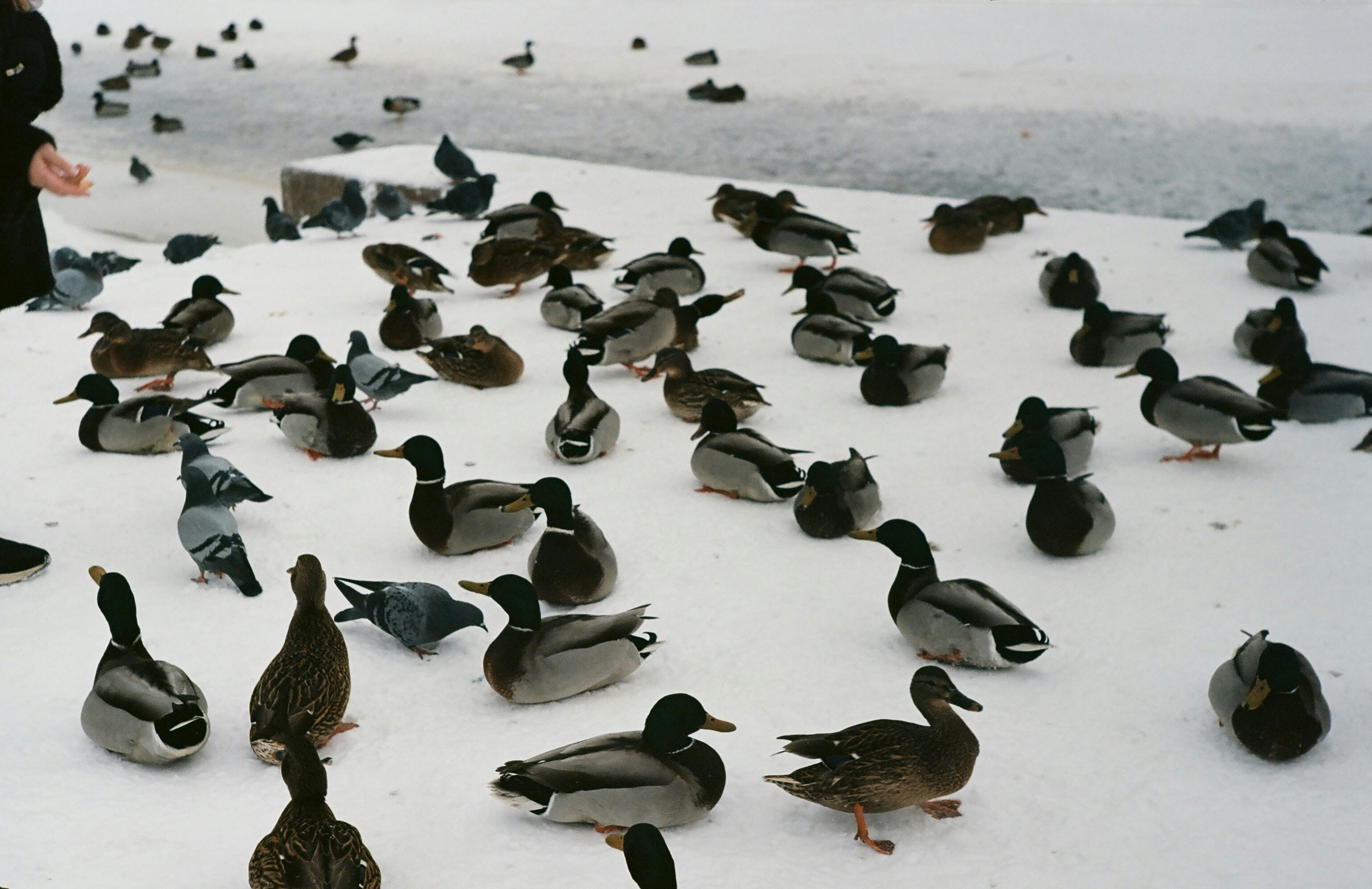 Ducks on the river, Vasilevskiy Island. 35mm 35mm film zorki zorki4 film photography analog photography