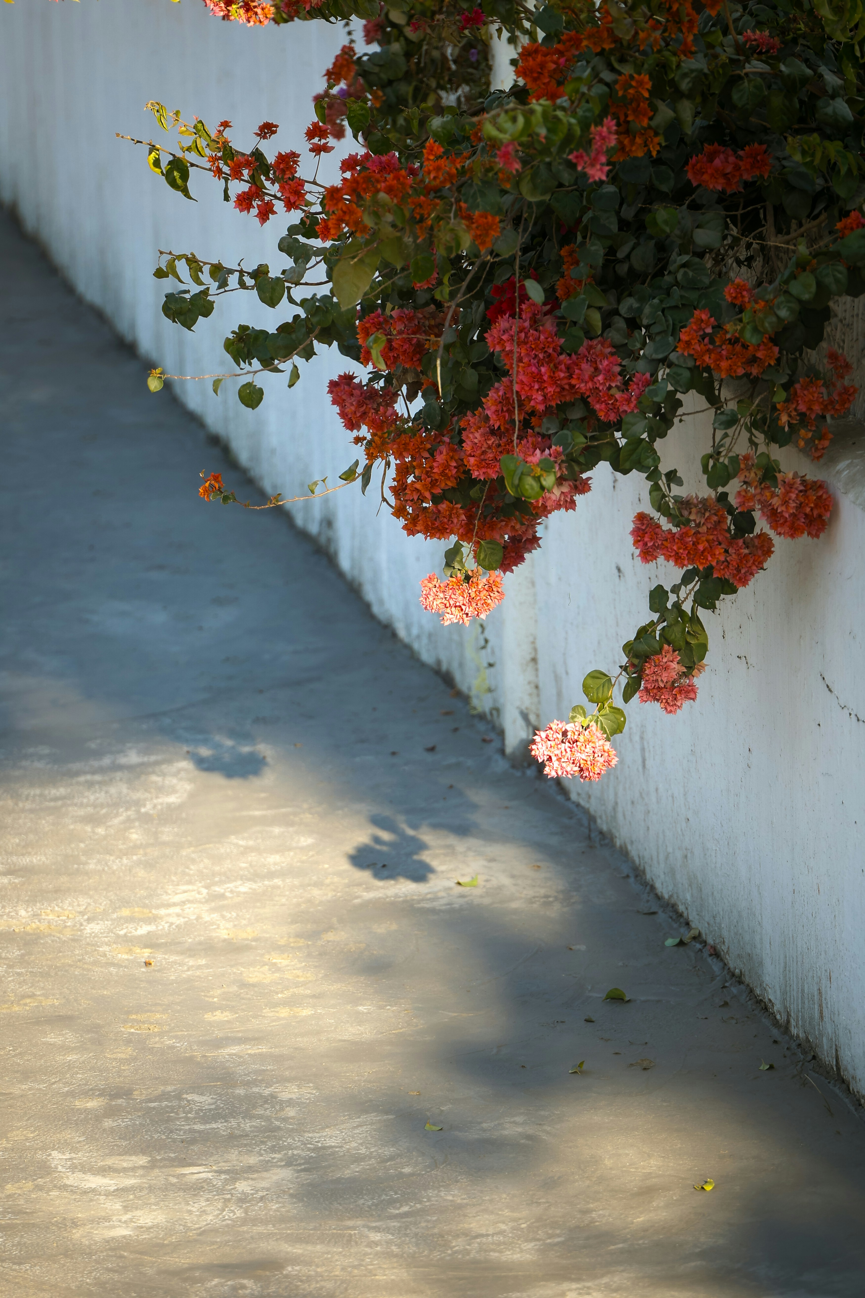 Sunlit Bougainvillea Cascade Along a Concrete Walk