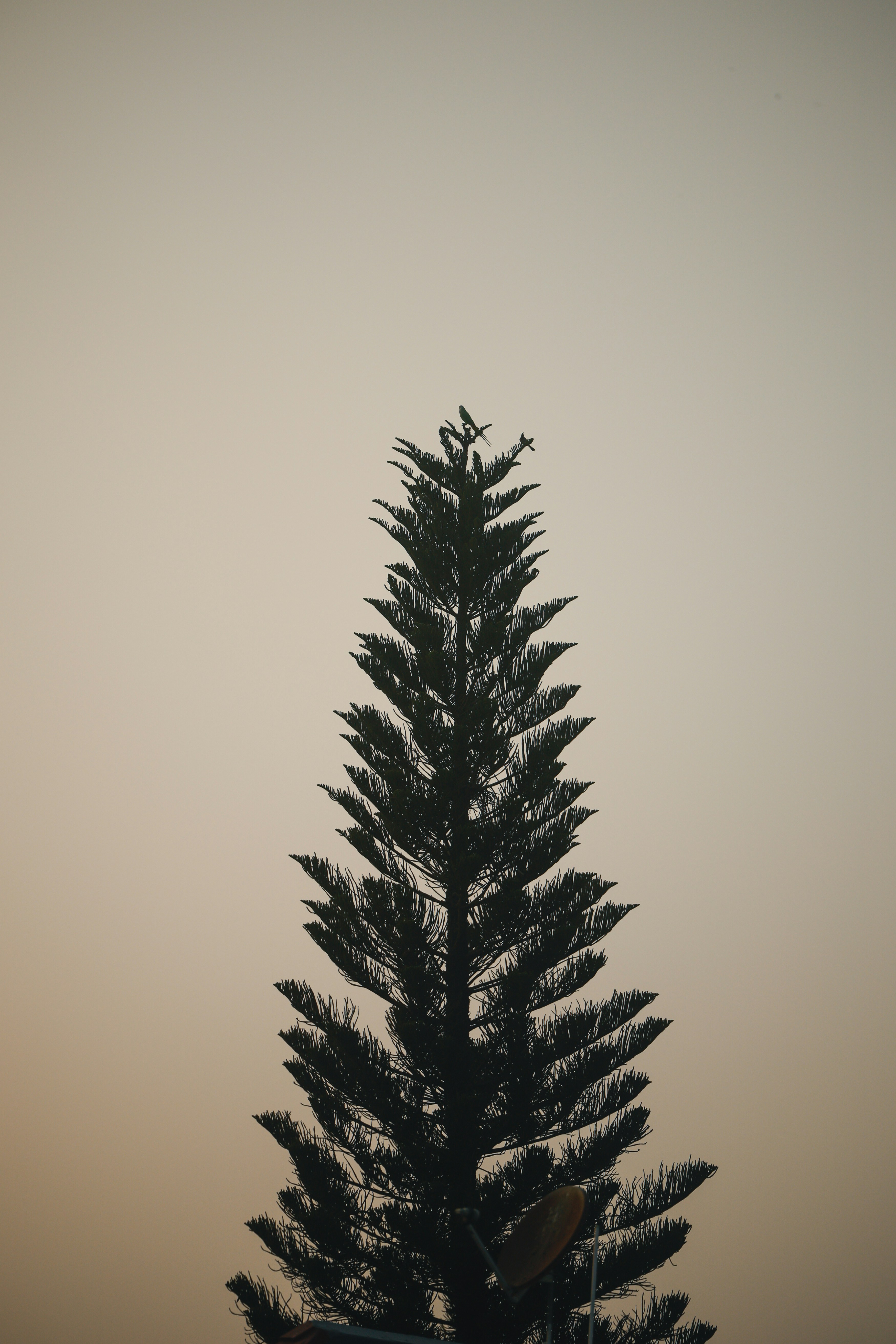 Midnight Needle: A solitary conifer Reaching into a Pale Sky