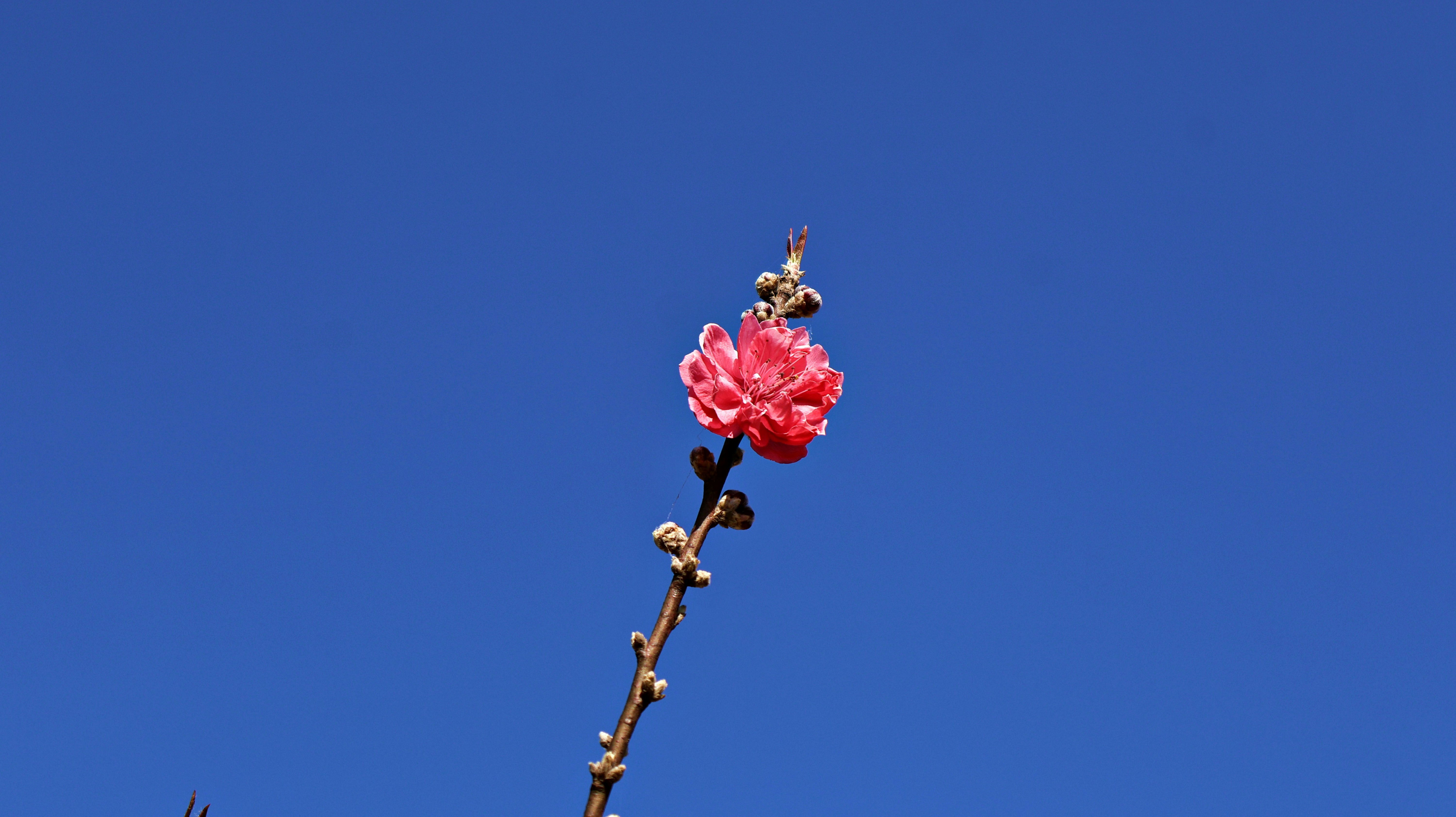 Single Pink Blossom Reaching Toward a Vast Blue Sky